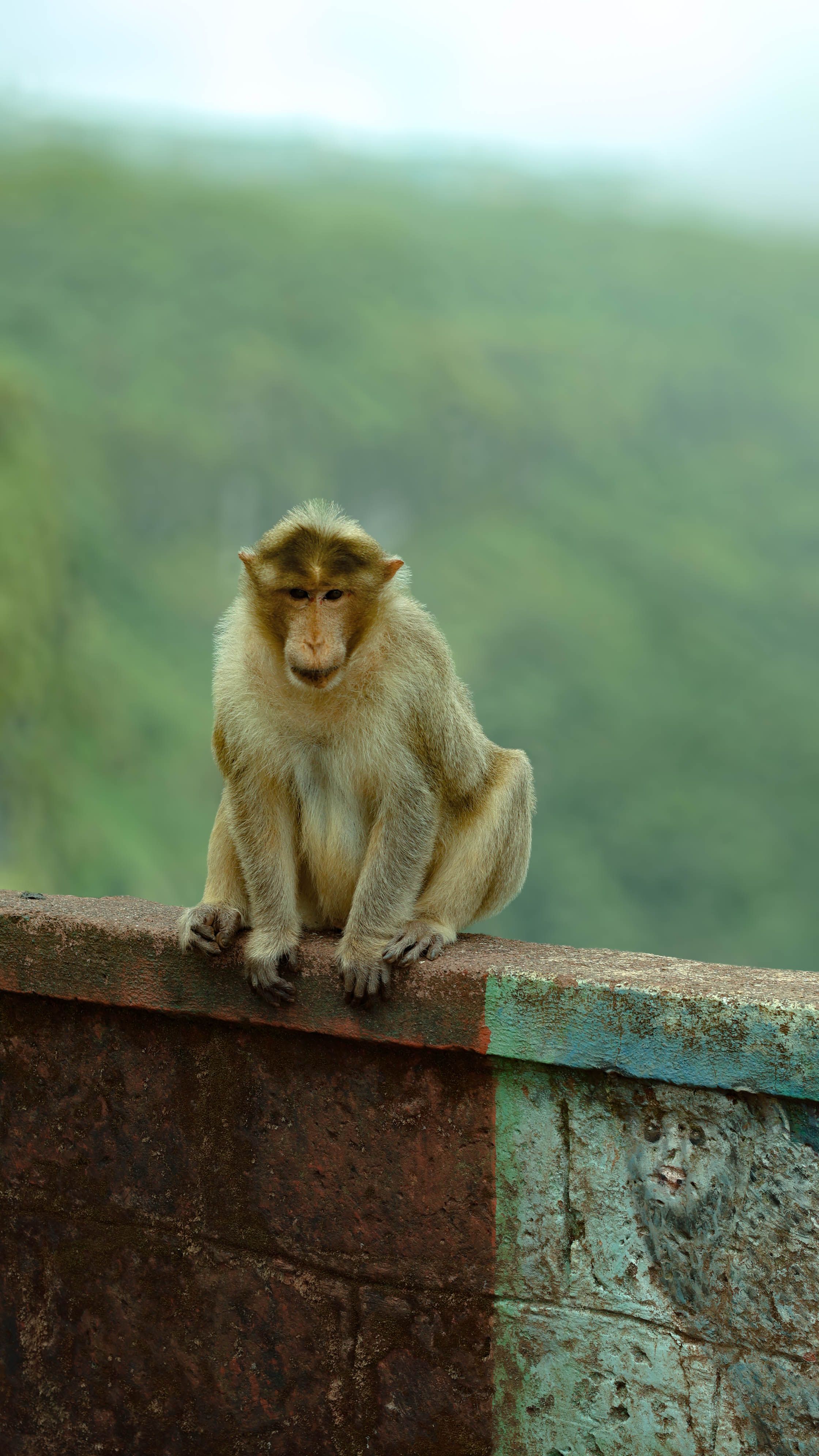 Wildlife Portrait of Monkey Seated Outdoors · Free Stock Photo