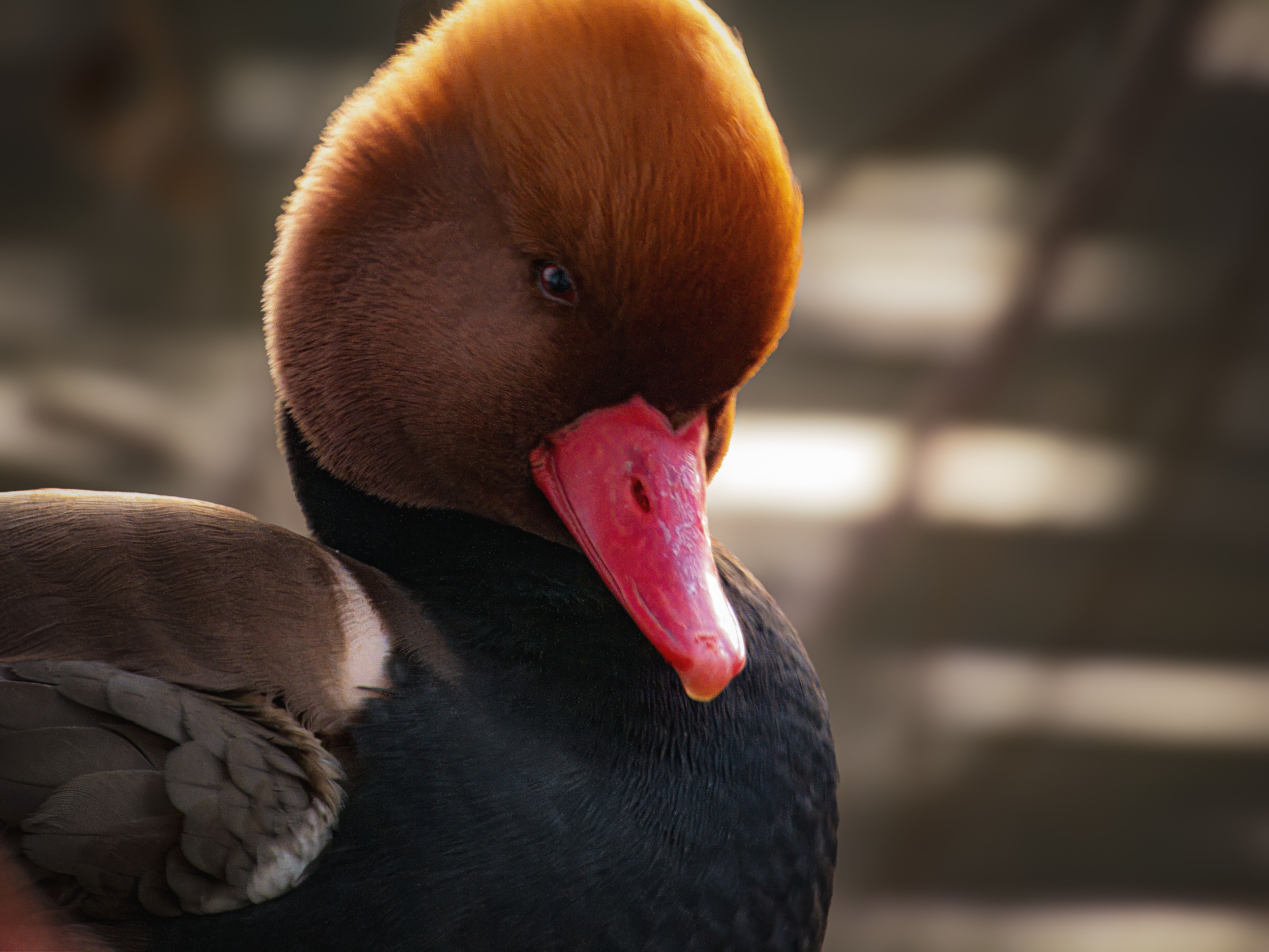 Close-up Portrait of a Red-crested Pochard Duck · Free Stock Photo