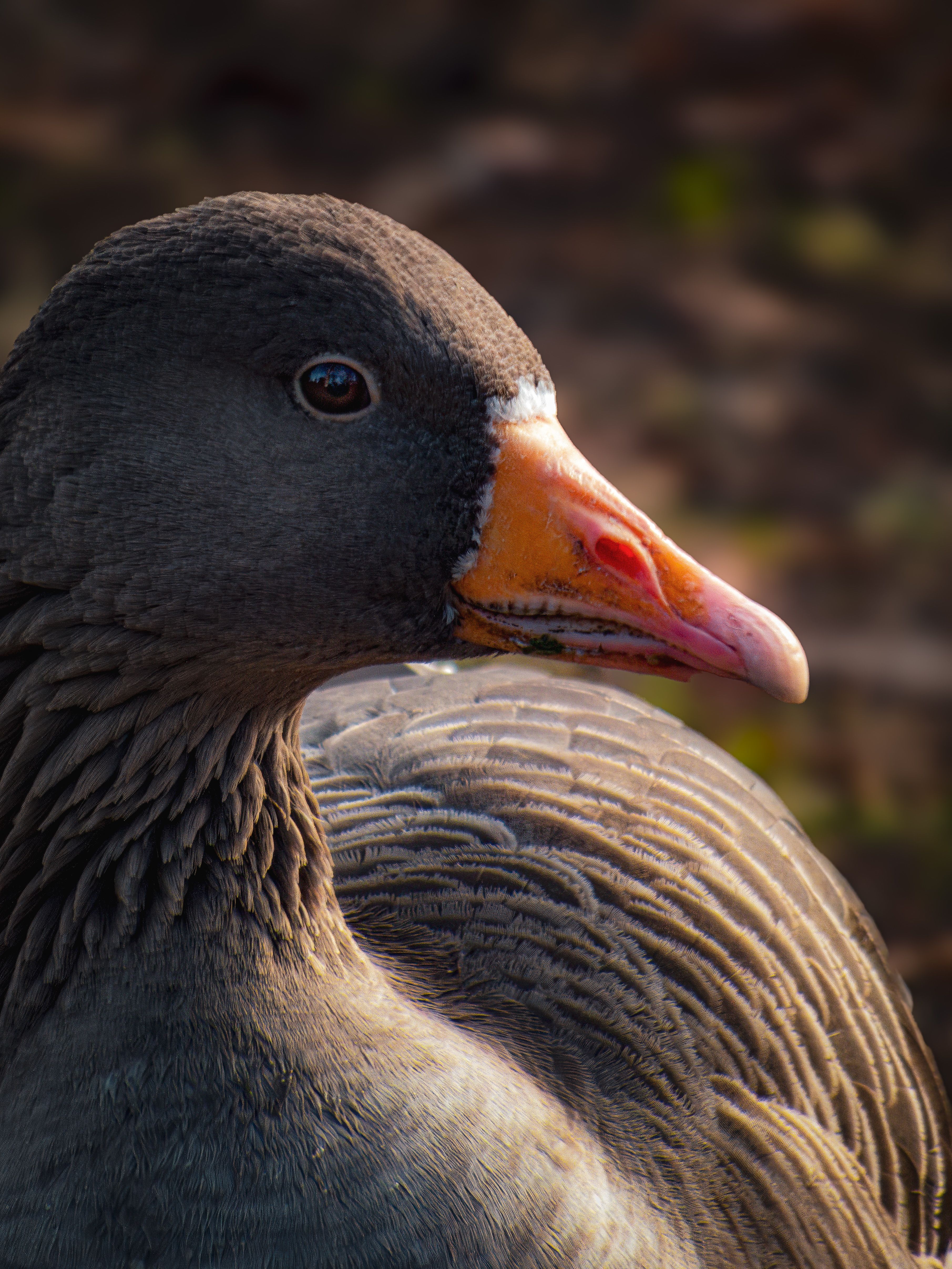 Photo of a Goose · Free Stock Photo