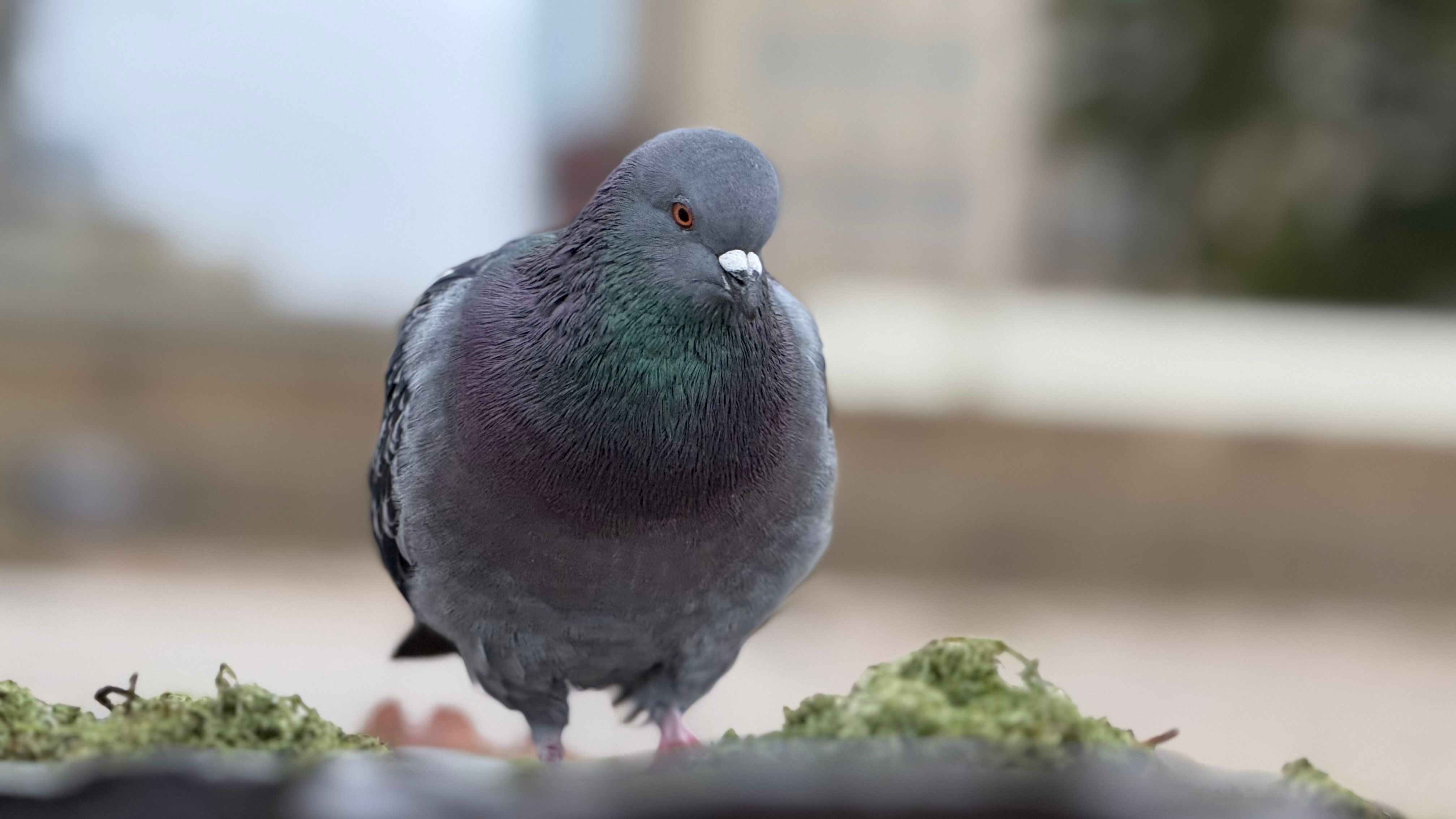 Close-Up of a Rock Pigeon on a Rooftop · Free Stock Photo