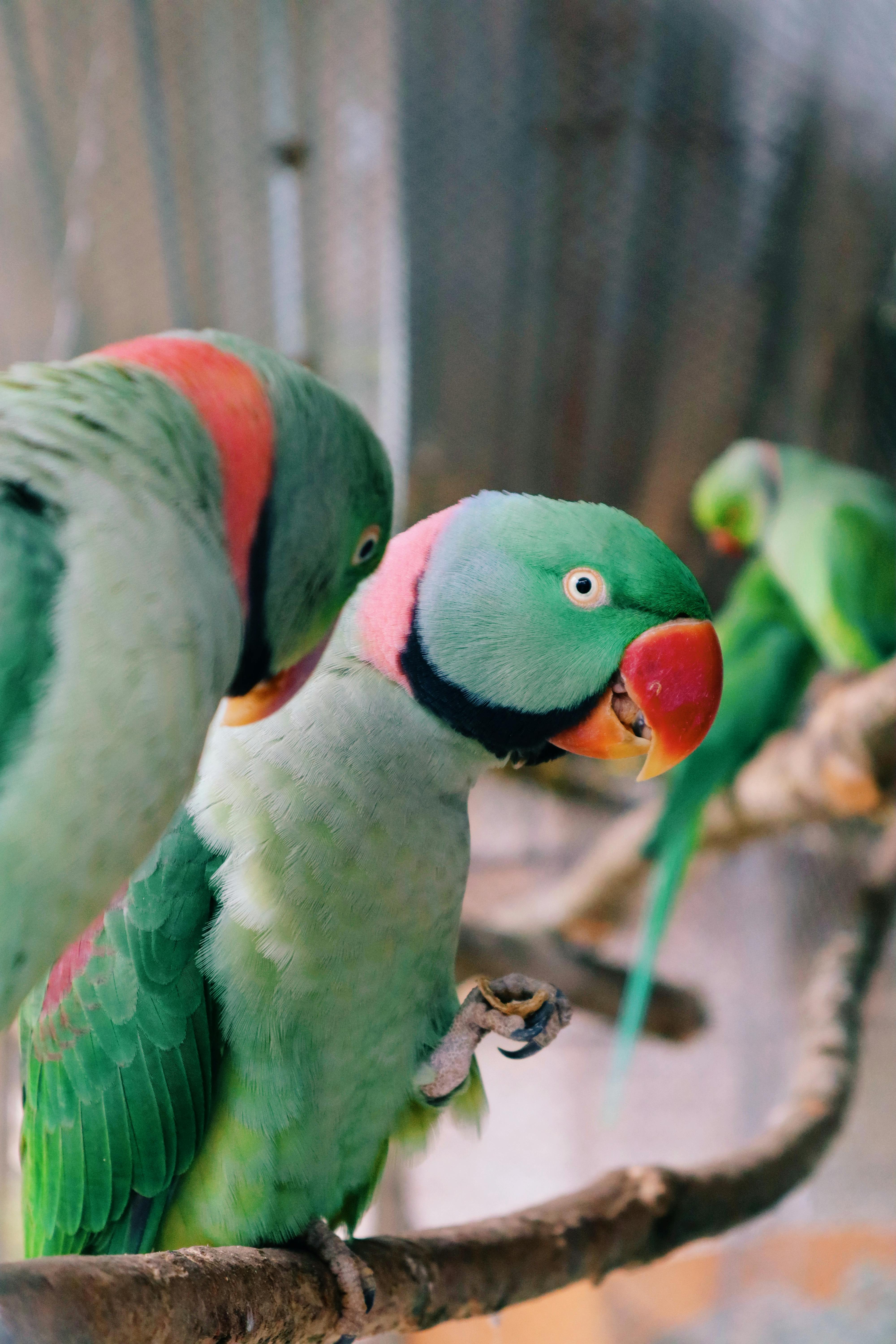 Antalya Aviary Photos, Download The BEST Free Antalya Aviary Stock ...