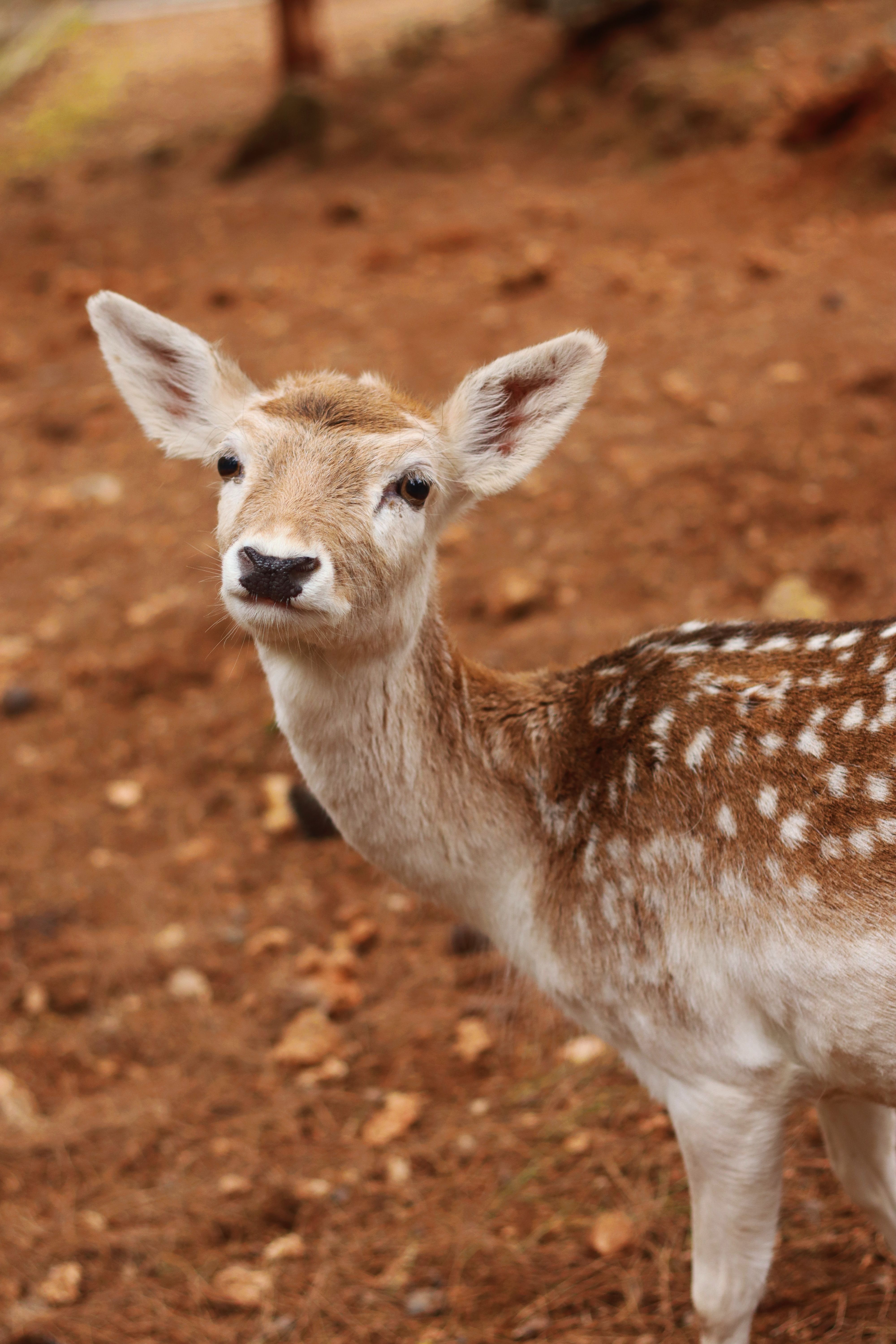 Gros Plan D'un Jeune Faon Dans Son Habitat Naturel · Photo gratuite