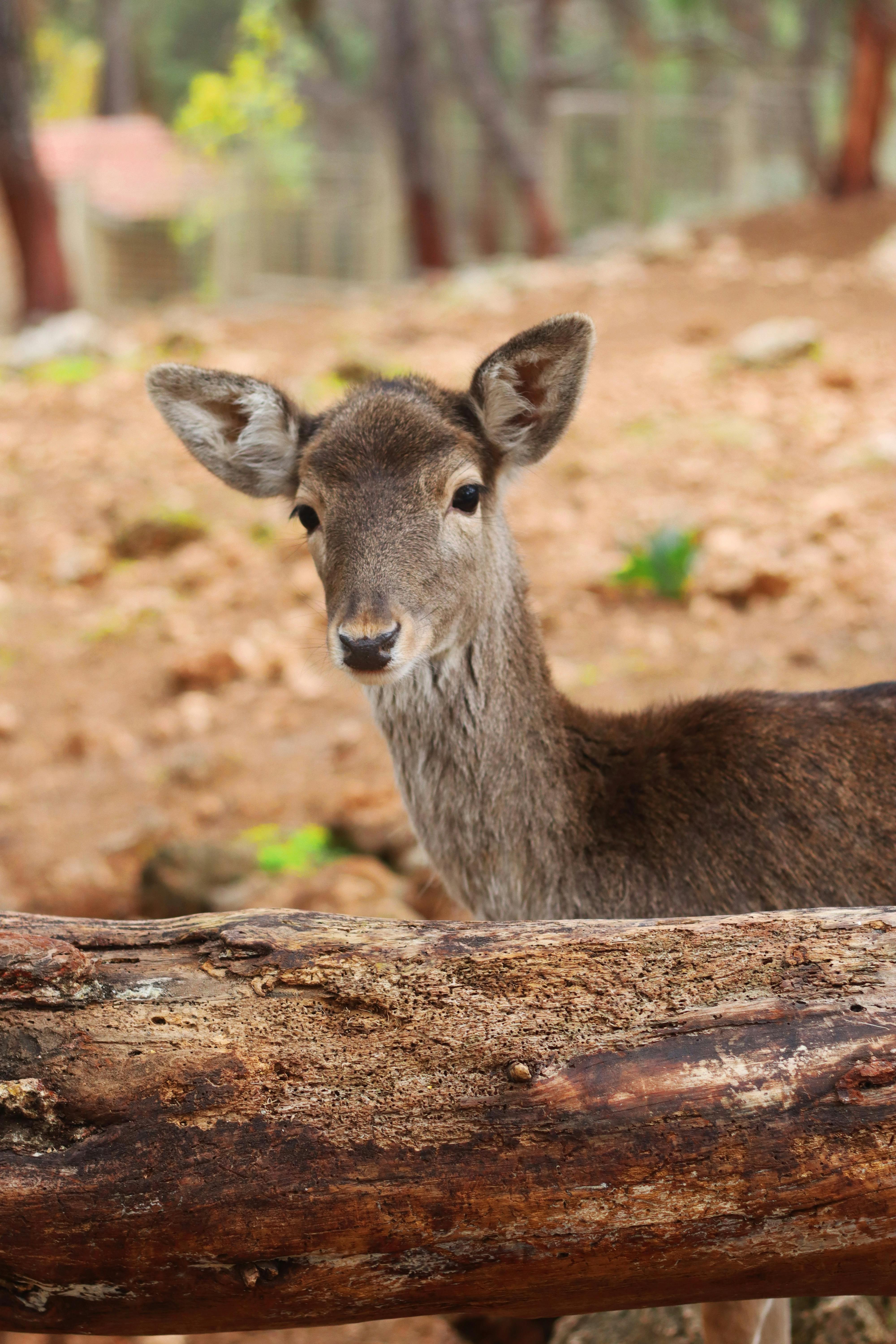 Ruksha Photos, Download The BEST Free Ruksha Stock Photos & HD Images