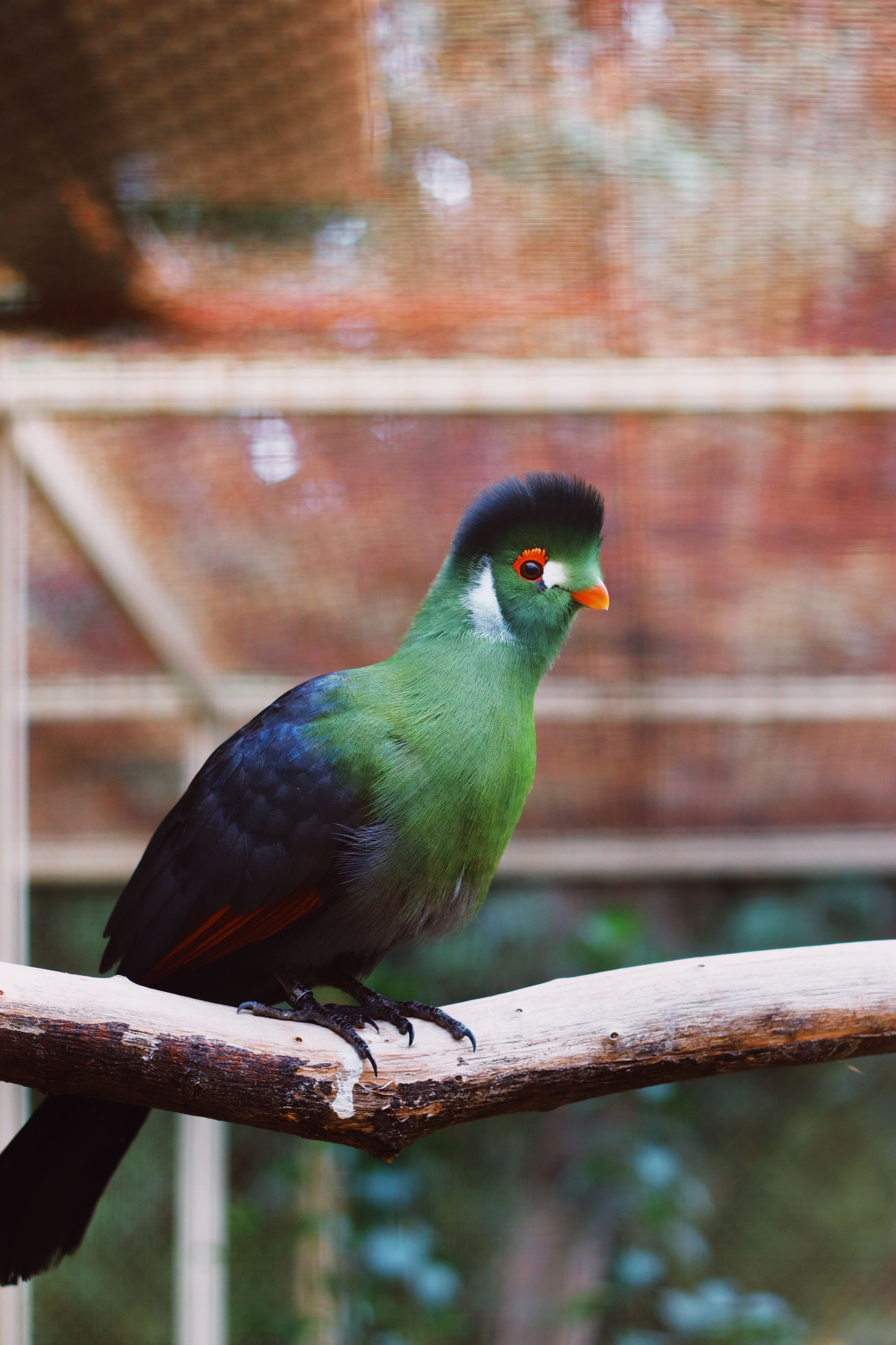 Green Turaco Photos, Download The BEST Free Green Turaco Stock Photos ...