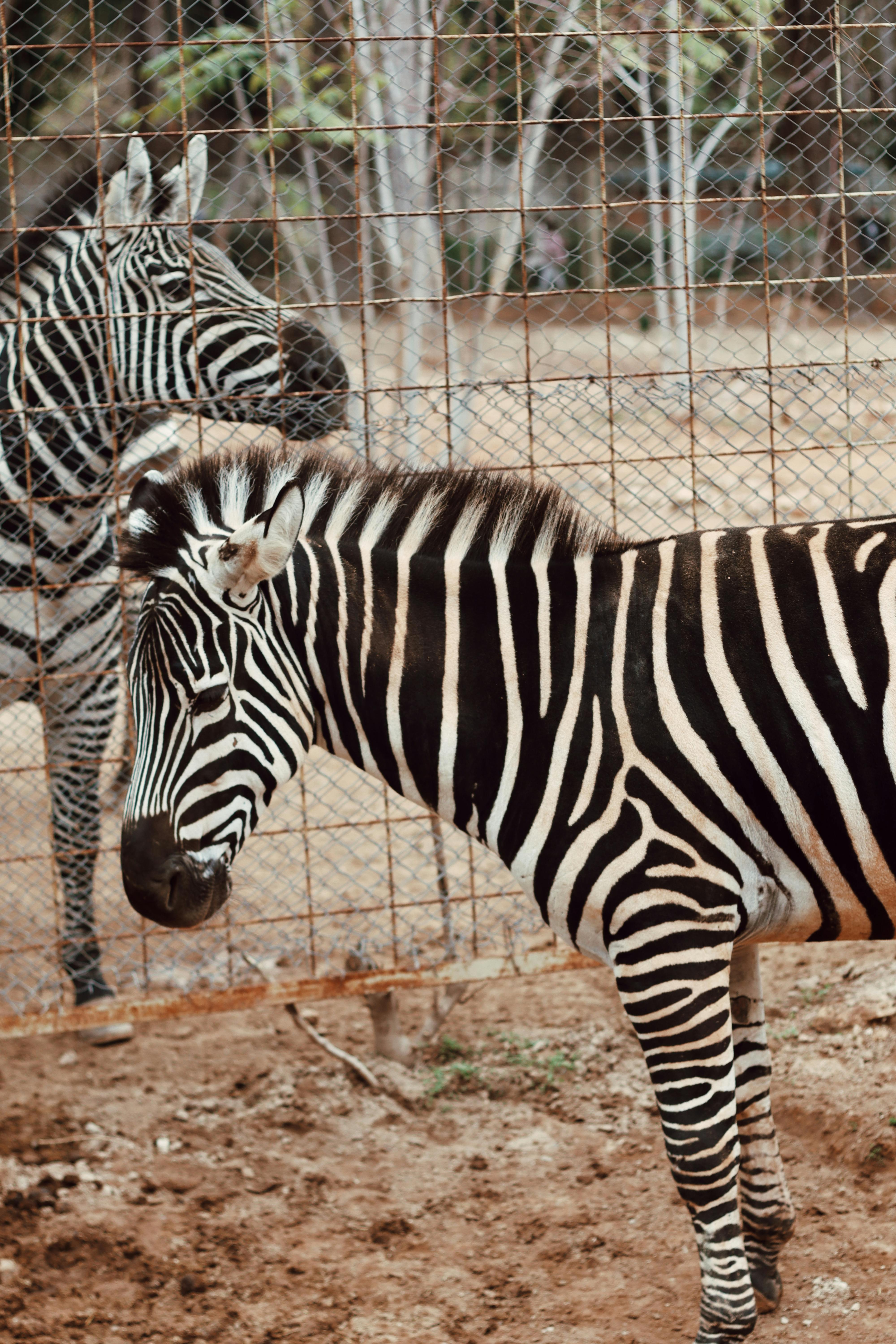 Cebras Rayadas En El Zoológico De Antalya · Foto de stock gratuita