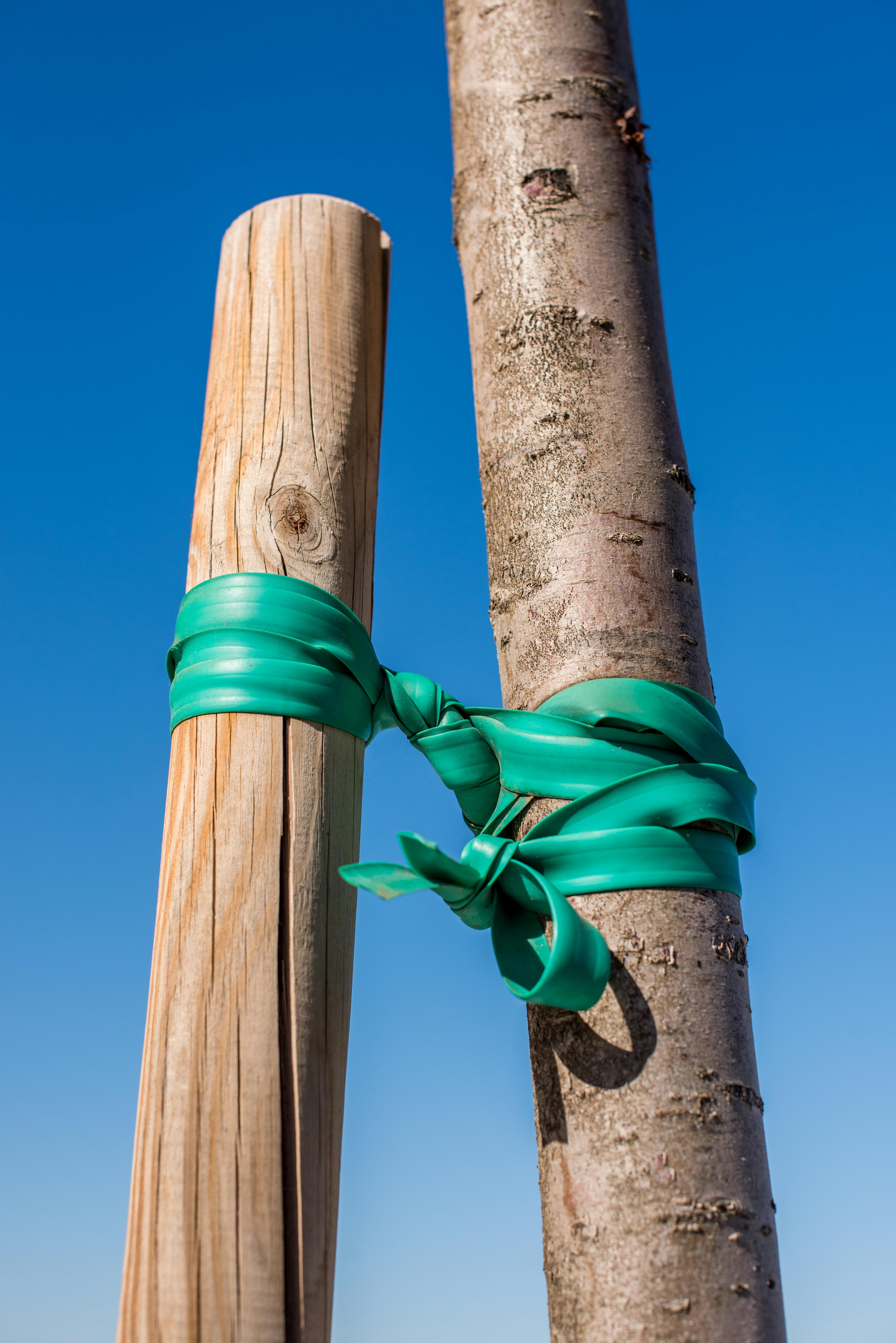 Tree supported by wooden stake with green ties · Free Stock Photo