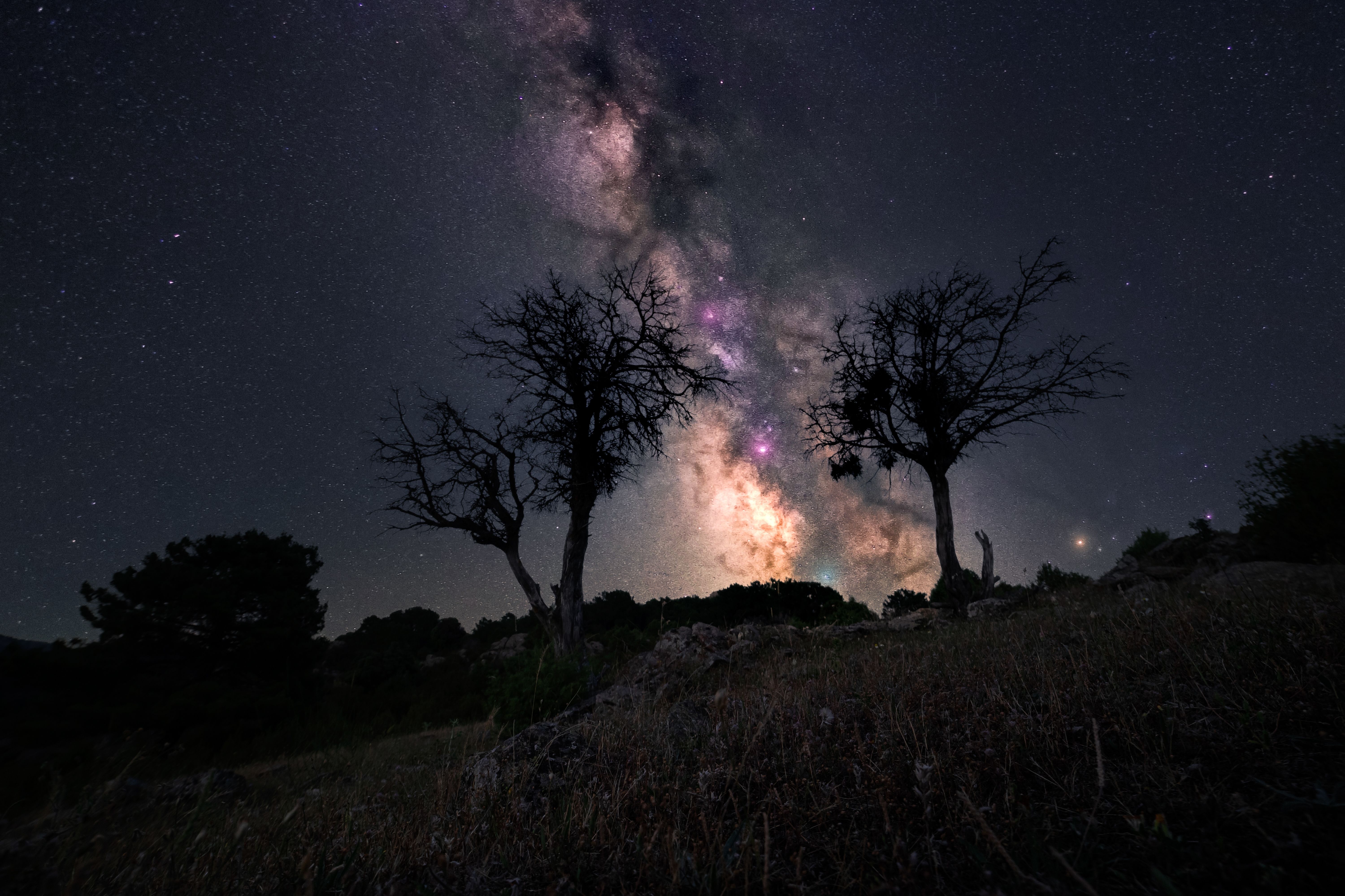 Breathtaking Milky Way Over Tree Silhouettes · Free Stock Photo