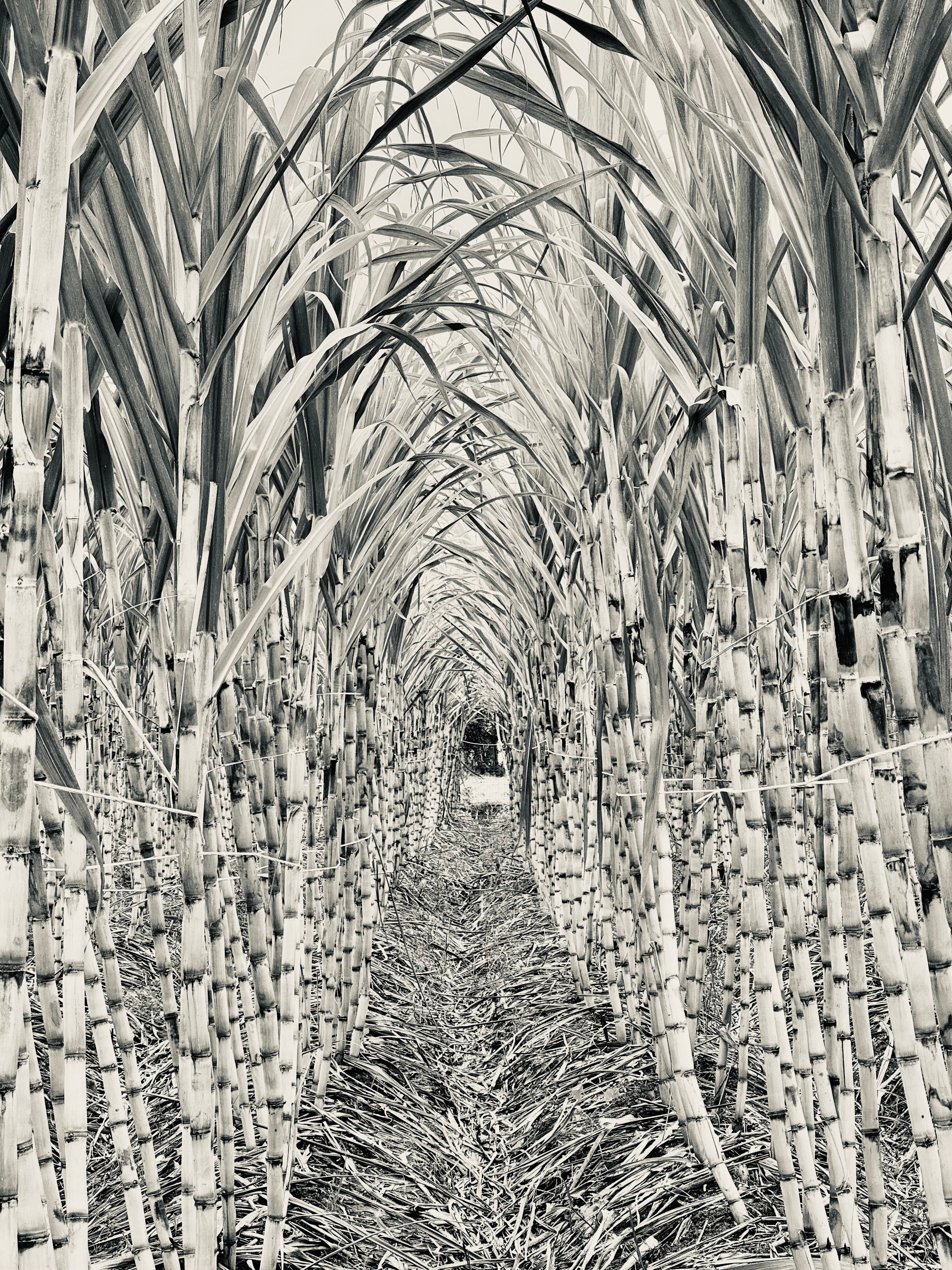 Enchanting Pathway Through Sugarcane Field · Free Stock Photo