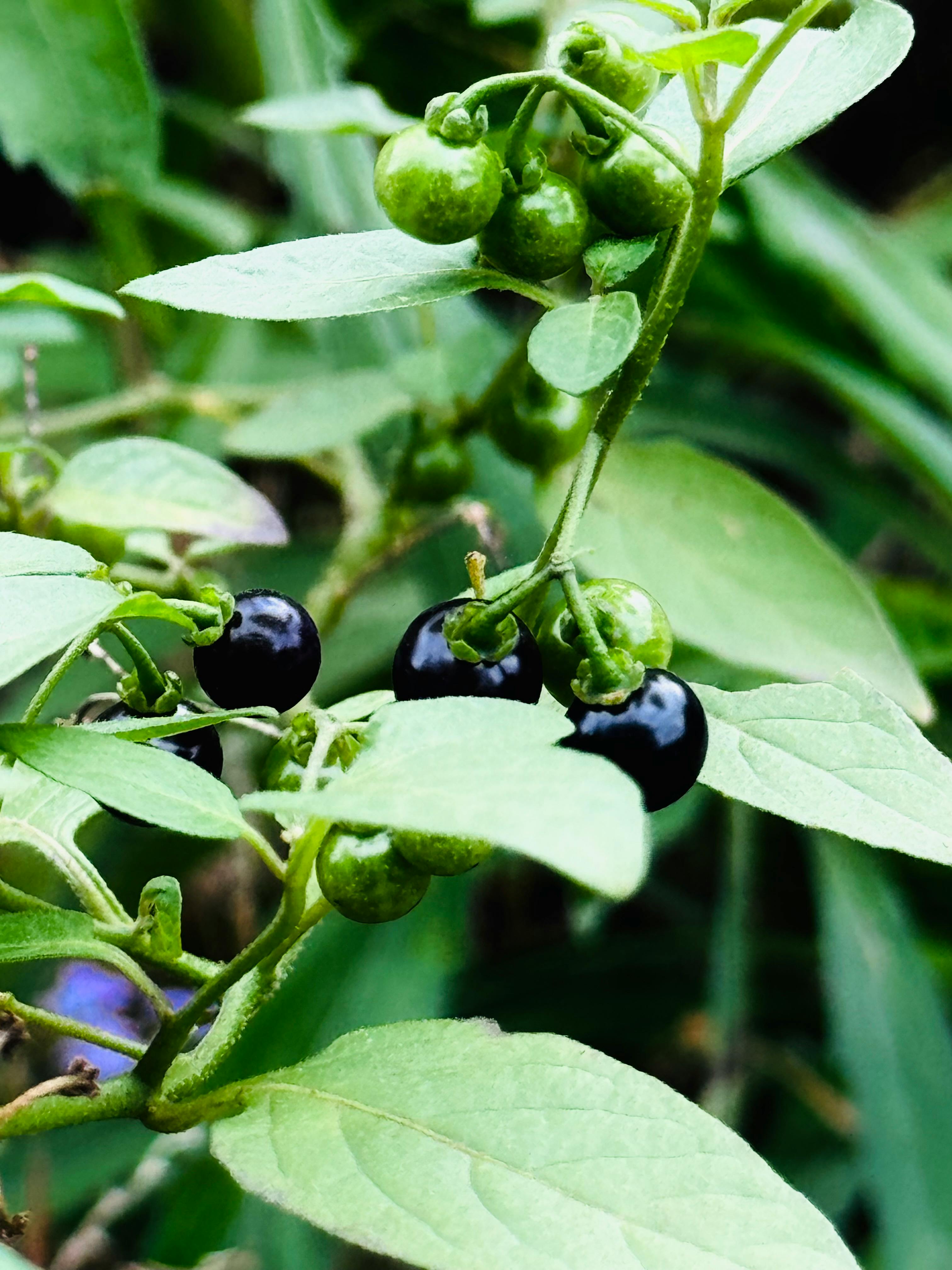Close-up of Solanum Nigrum Berries on Branch · Free Stock Photo