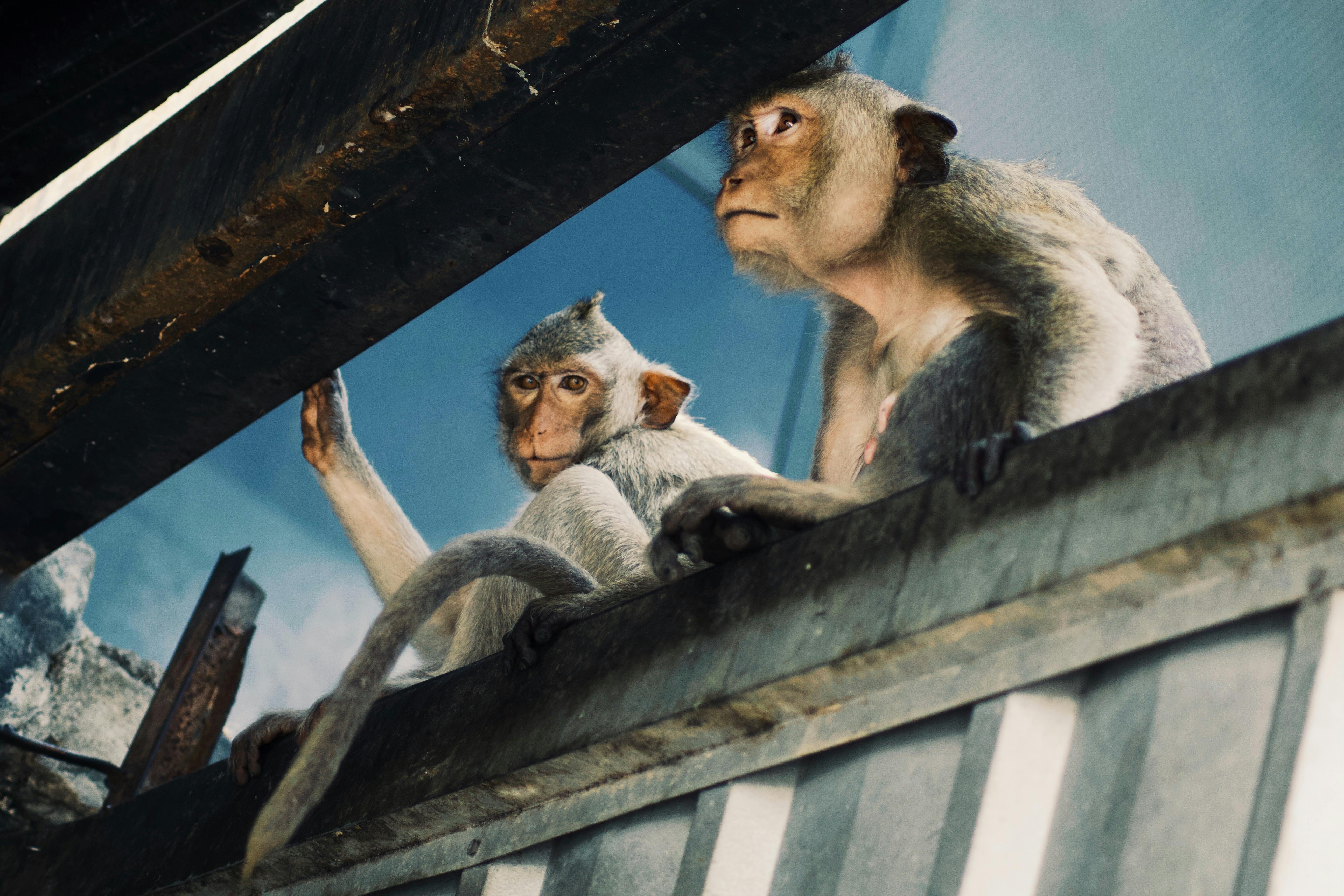 Two Monkeys Observing from a Metal Structure · Free Stock Photo