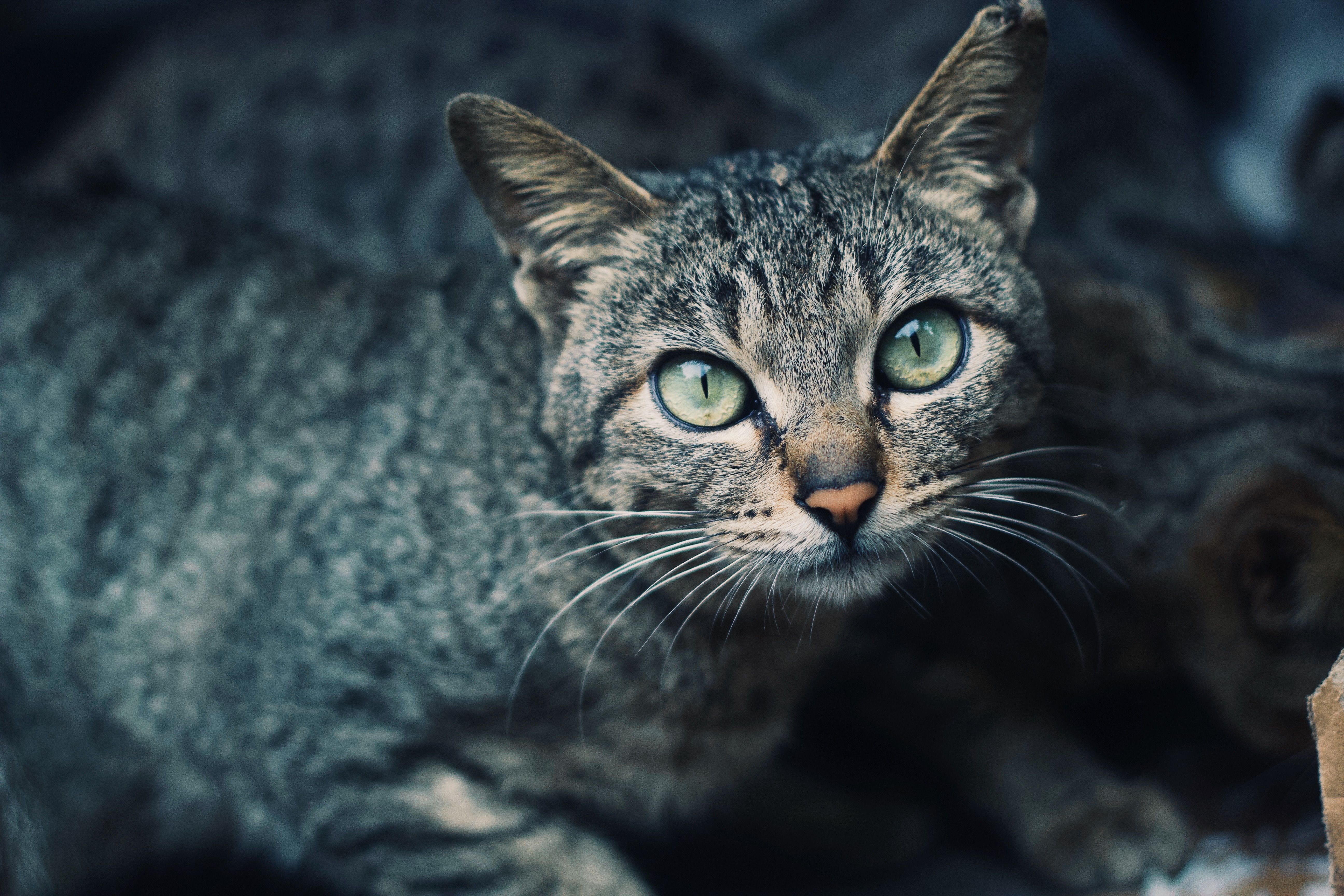 Retrato De Cerca De Un Gato Atigrado Con Ojos Verdes · Foto de stock ...