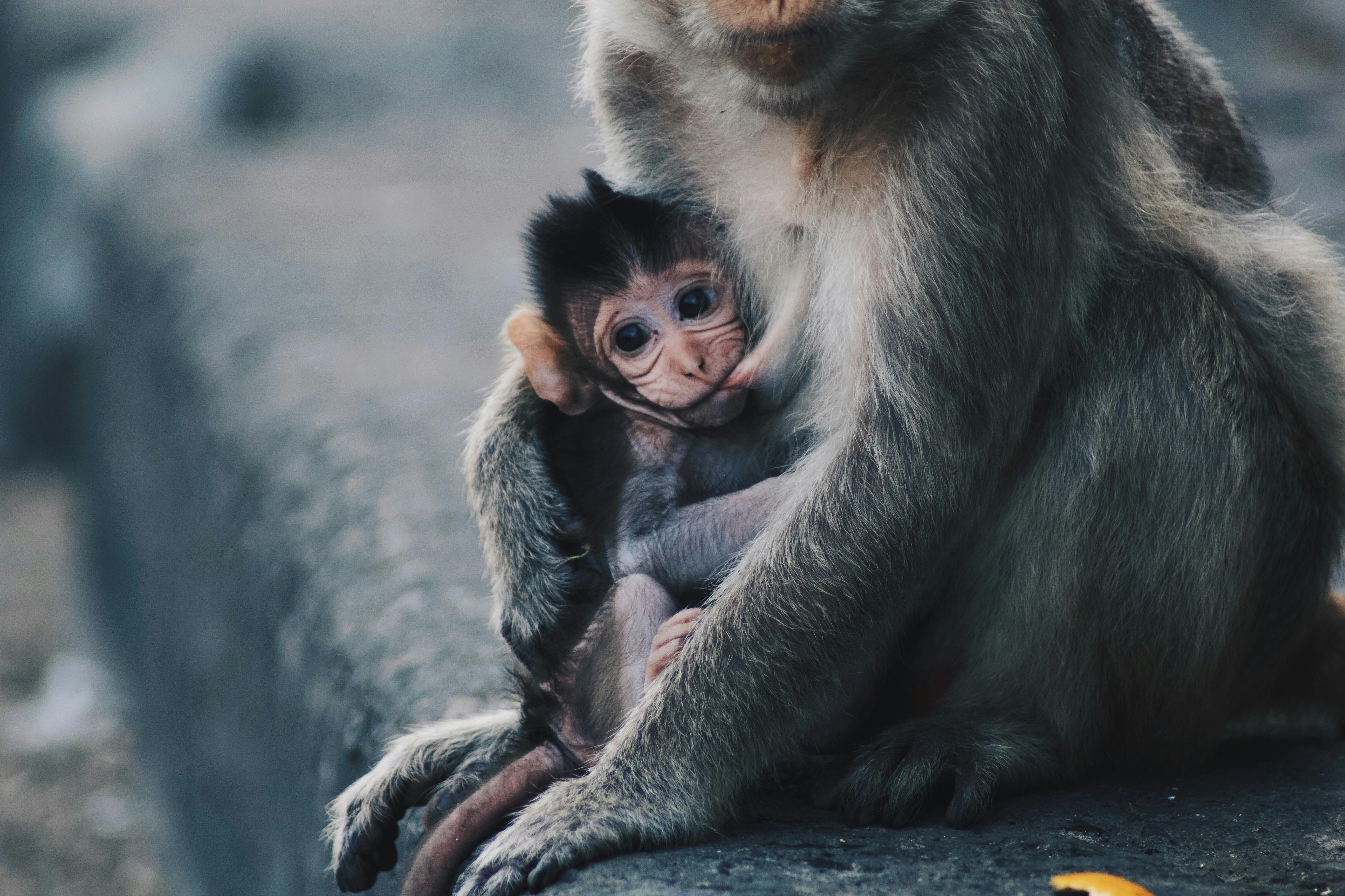 Mother monkey lovingly embraces baby in the wild · Free Stock Photo