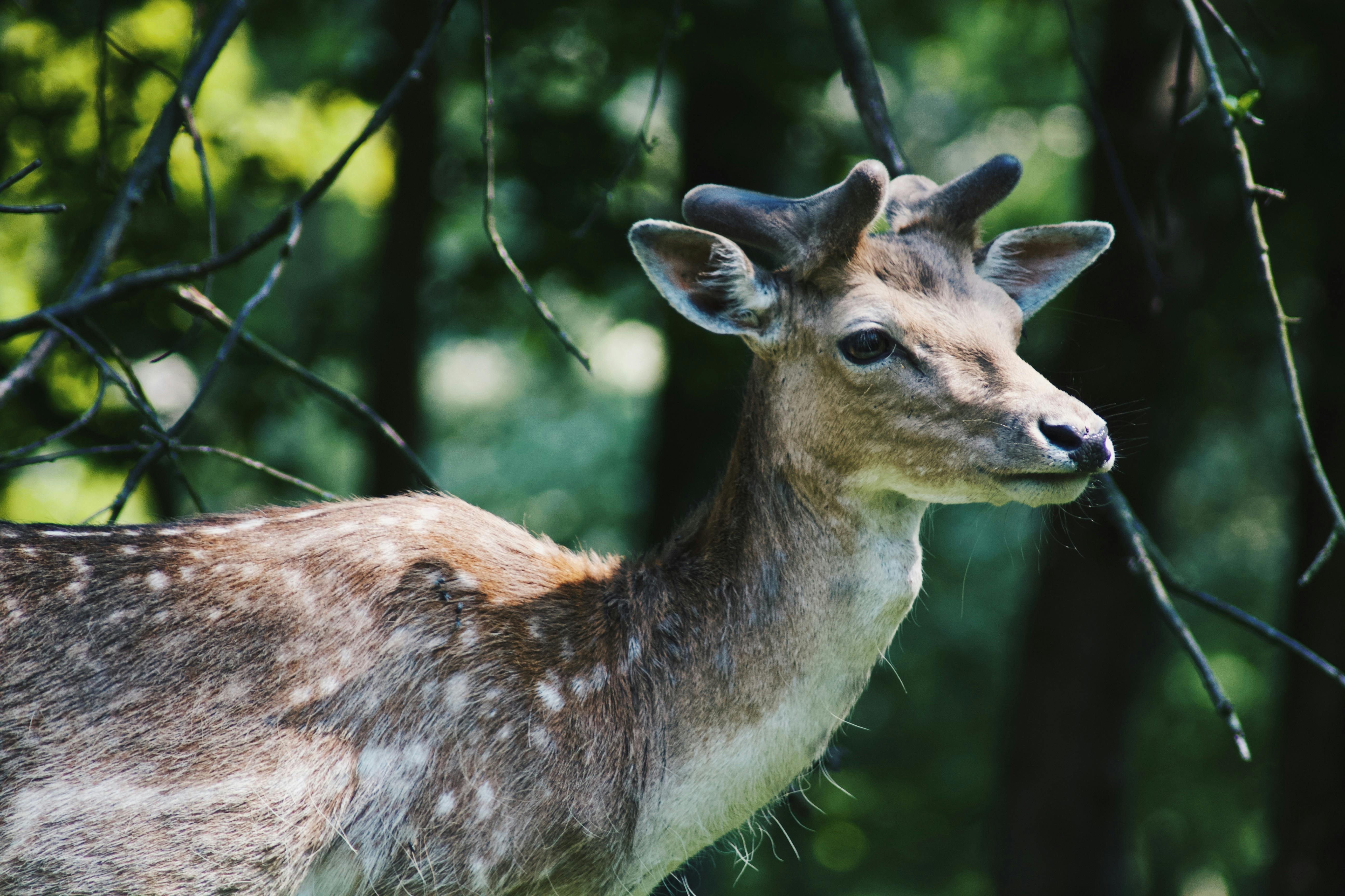 Gros Plan D'un Daim Dans Son Habitat Naturel · Photo gratuite