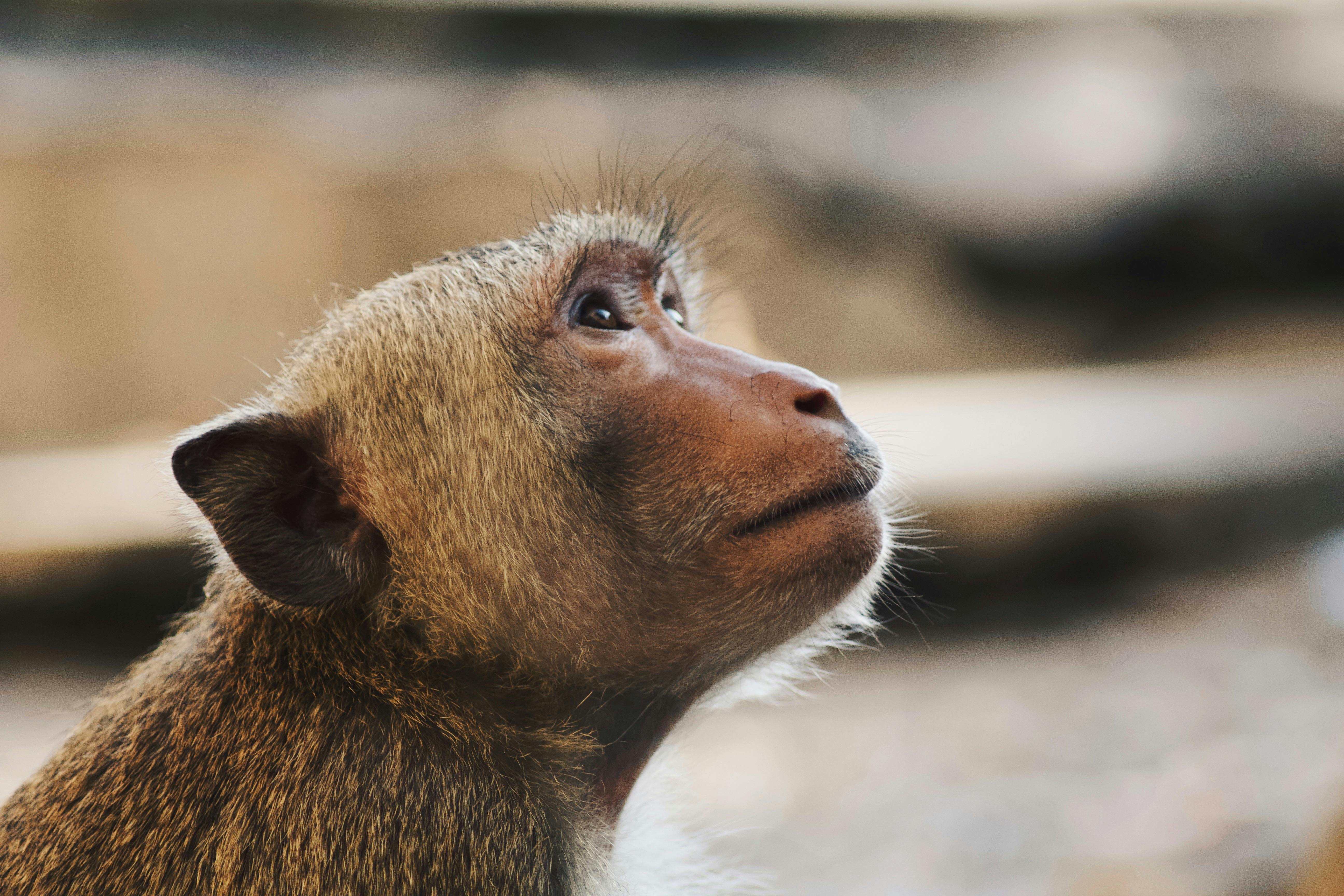 Close-up of a Thoughtful Monkey in Profile · Free Stock Photo