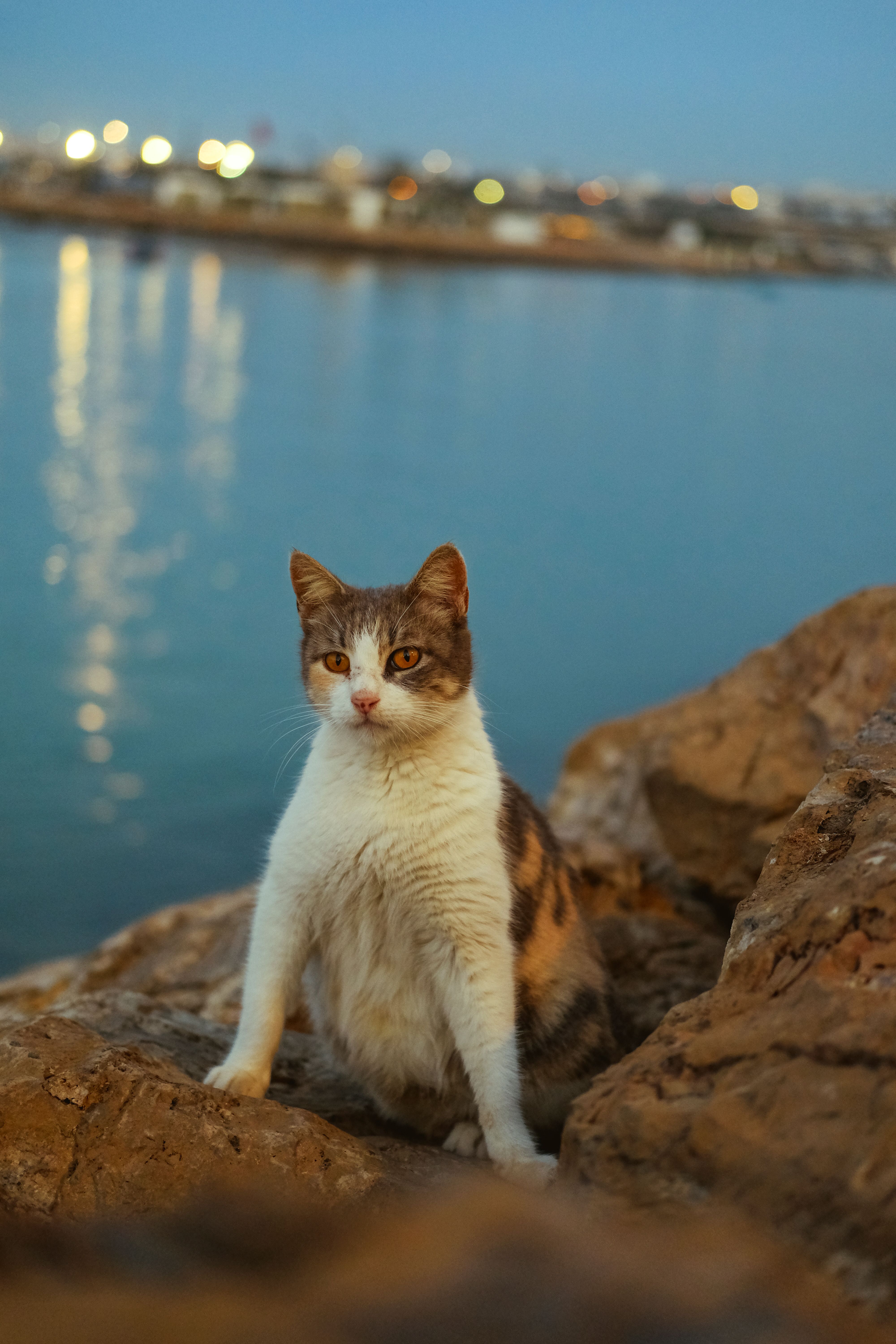 Cat on Rocky Shoreline at Dusk in Rabat · Free Stock Photo