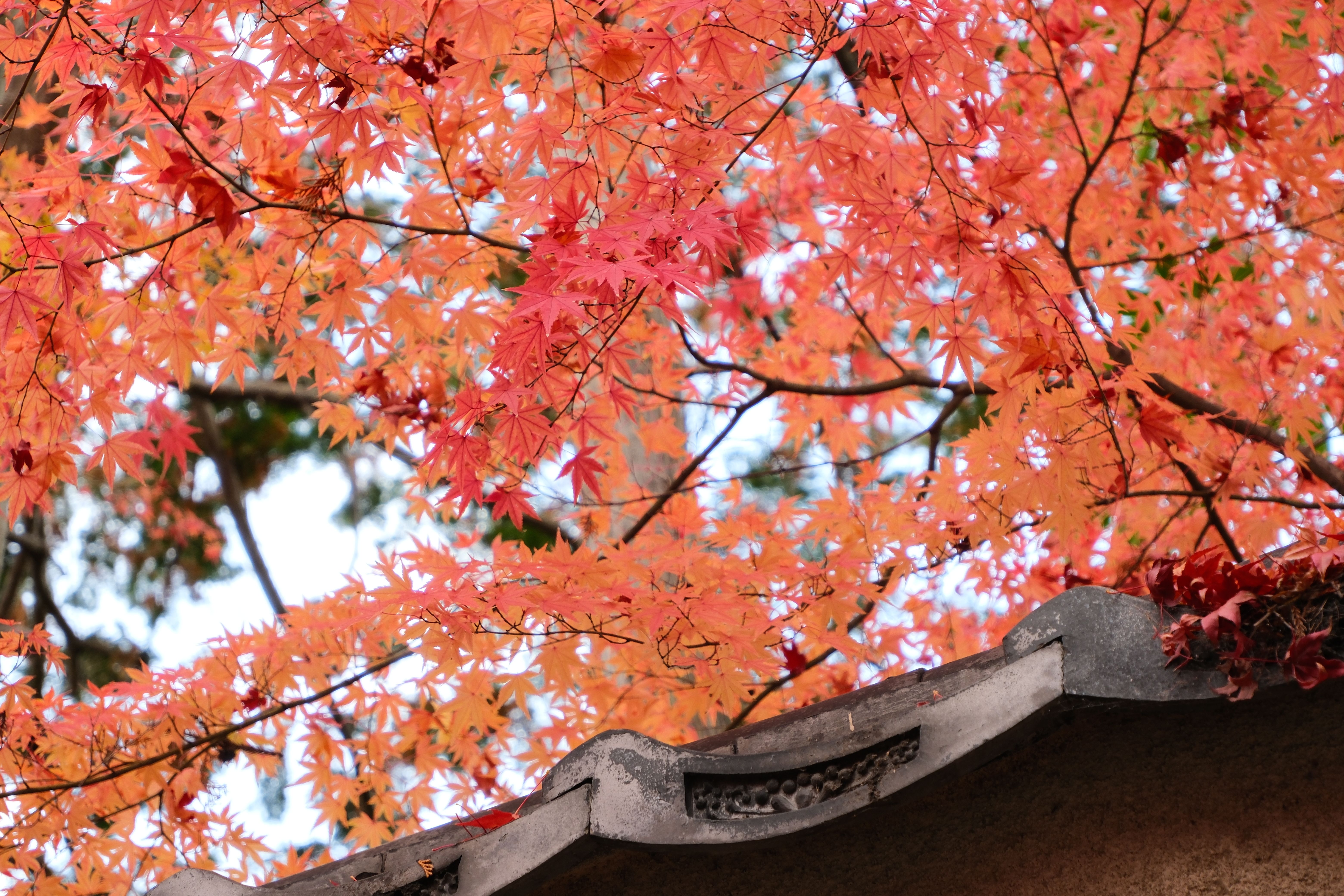 Vibrant Autumn Leaves at Kyotanabe Temple in Kyoto · Free Stock Photo