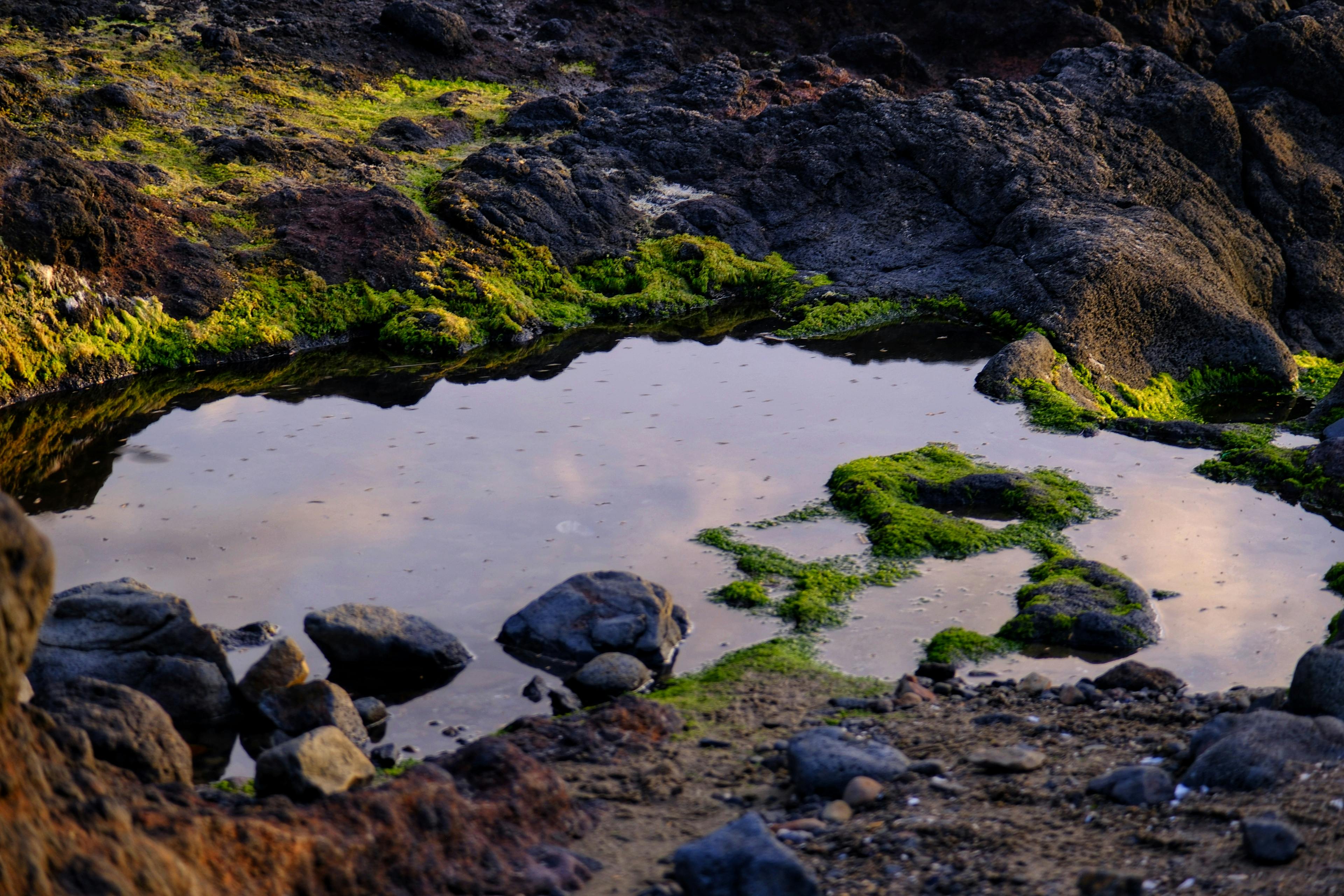 Poza De Marea Rocosa Con Exuberantes Algas Verdes · Foto de stock gratuita
