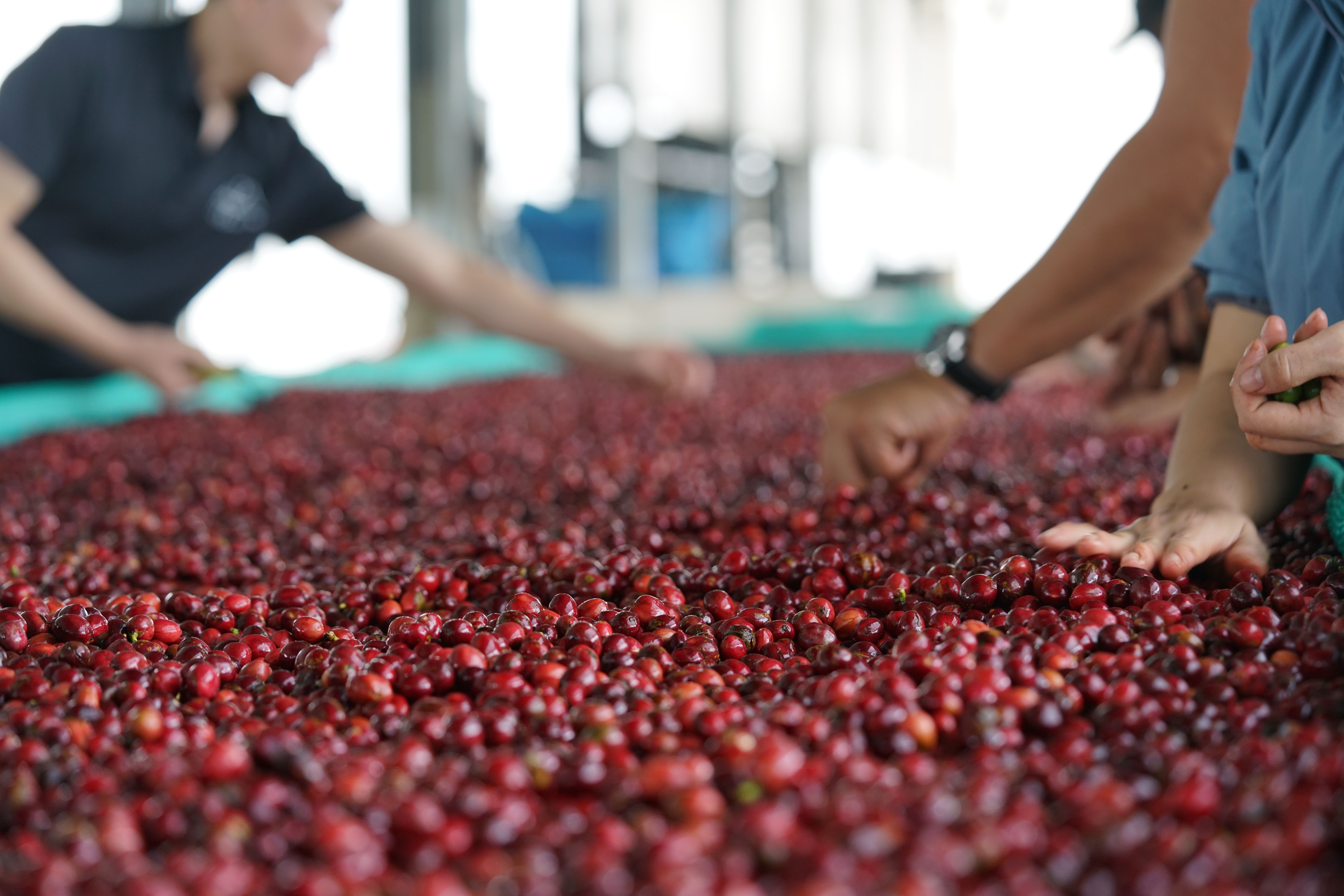 Clasificación De Cerezas De Café Frescas En Lâm đồng, Vietnam · Foto de ...