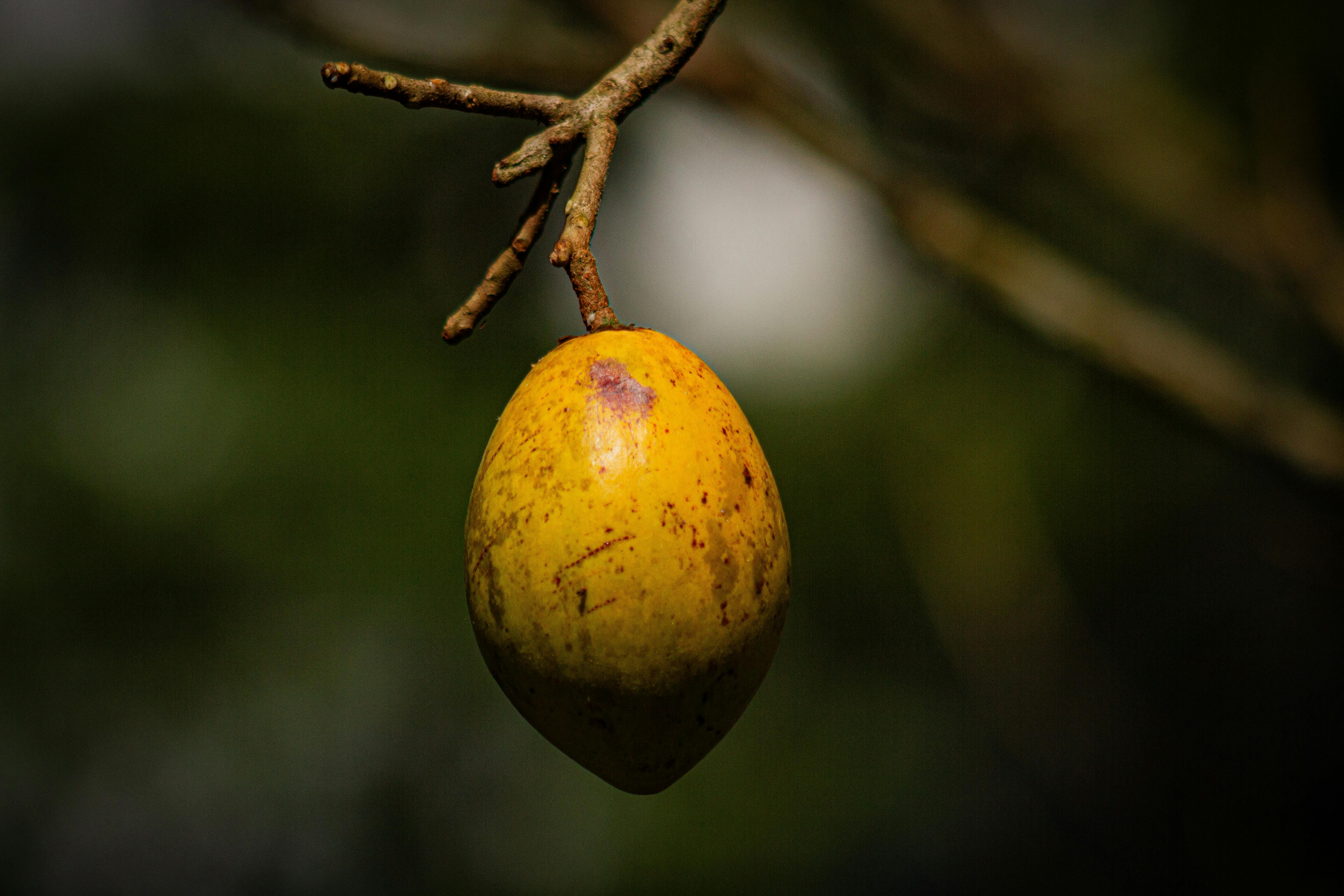 Wild Mango Photos, Download The BEST Free Wild Mango Stock Photos & HD ...