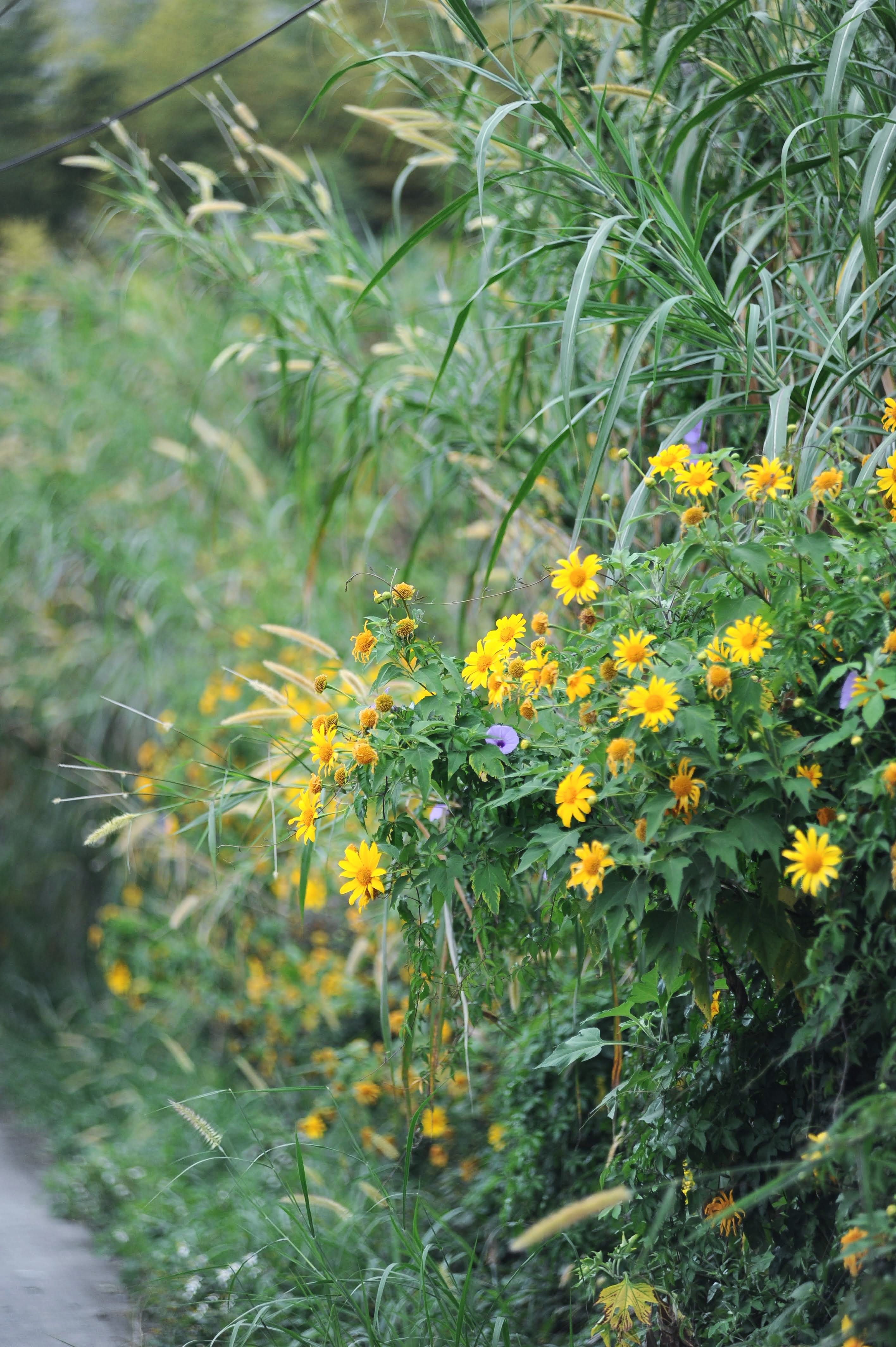 Chorus Flora Photos, Download The BEST Free Chorus Flora Stock Photos ...