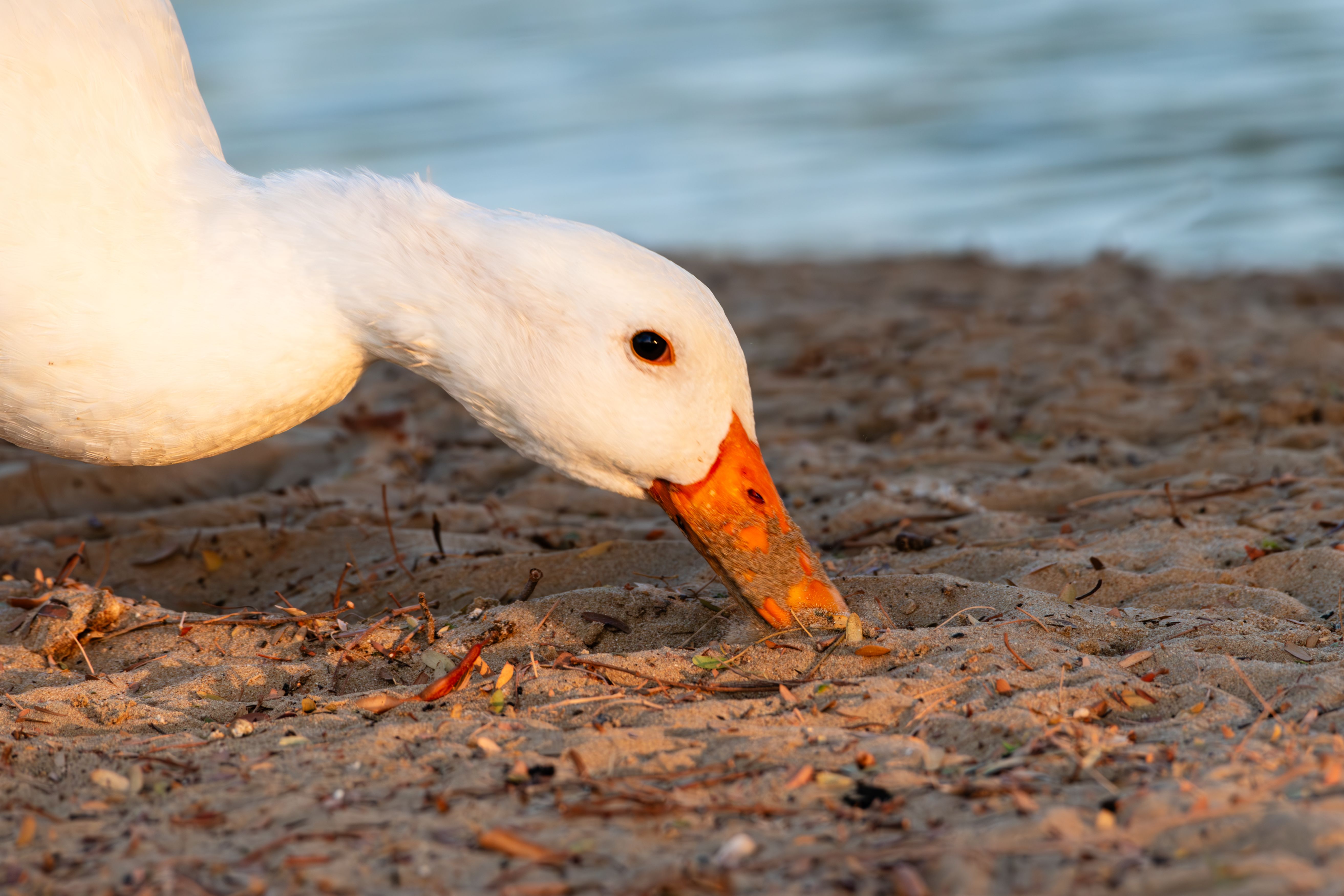 Red duck feet with membranes on pebbles · Free Stock Photo