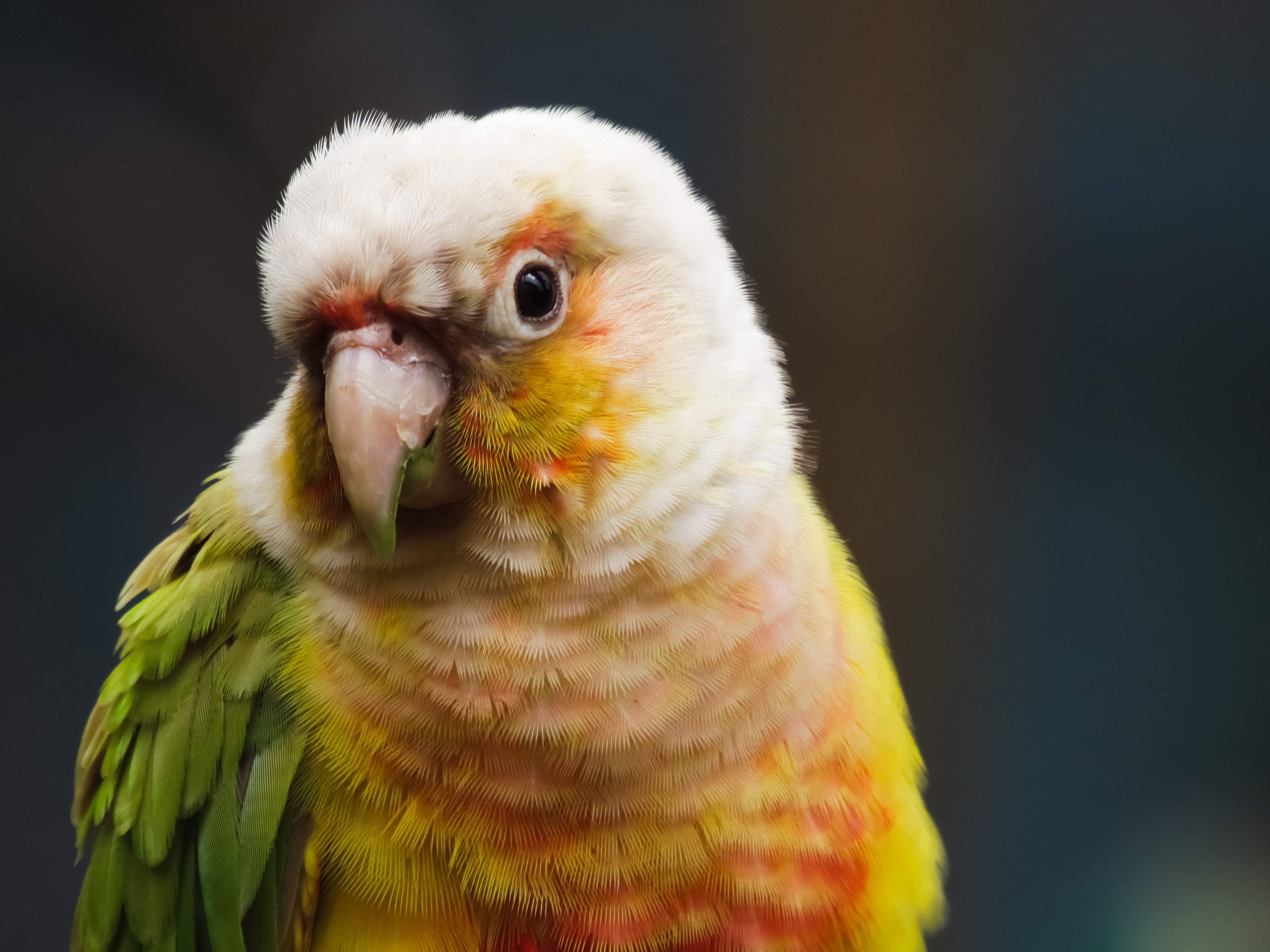 Close-up of Parrot with Vibrant Feathers · Free Stock Photo