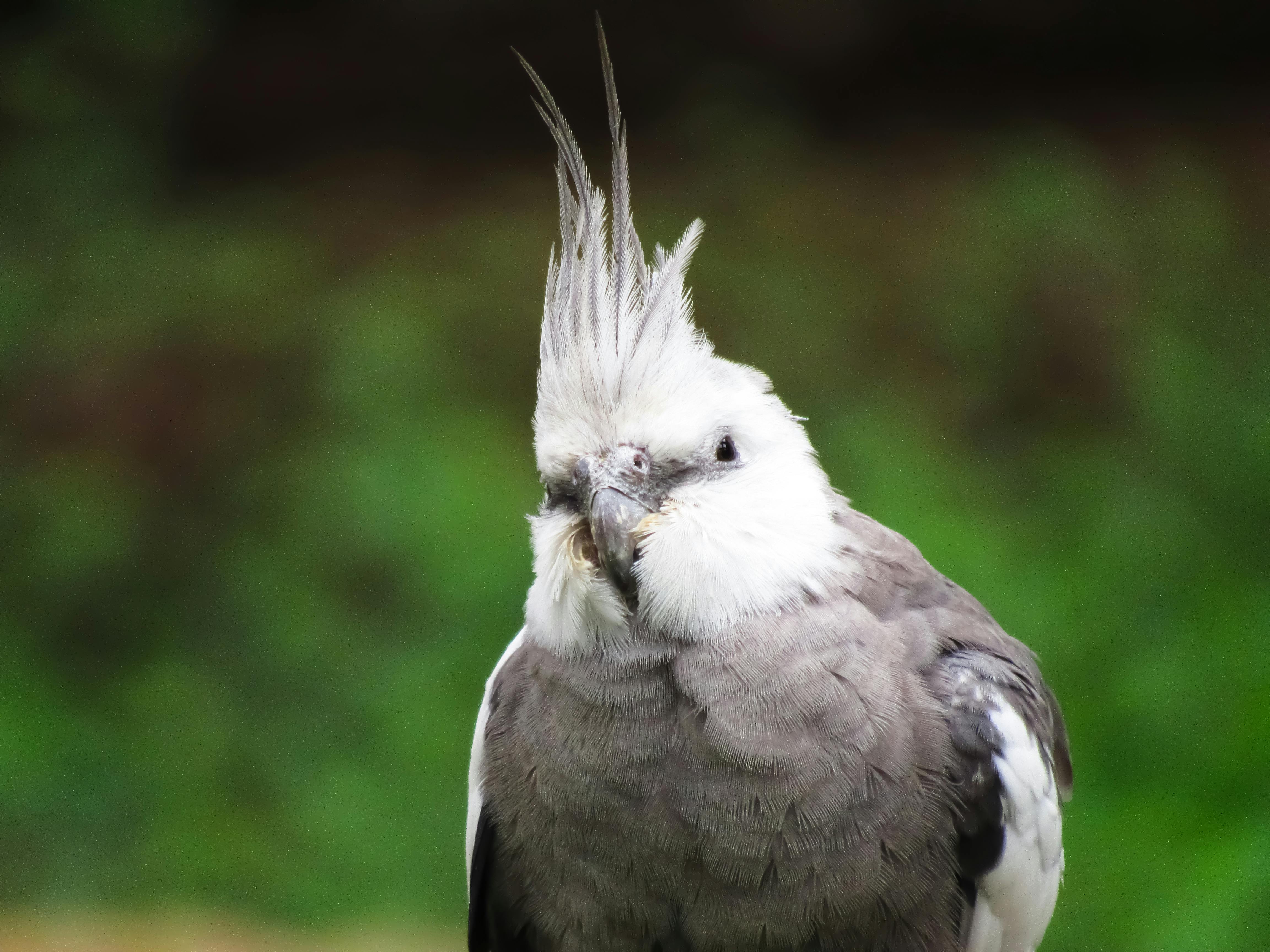 Close-up of a Cockatiel in Yercaud, India · Free Stock Photo