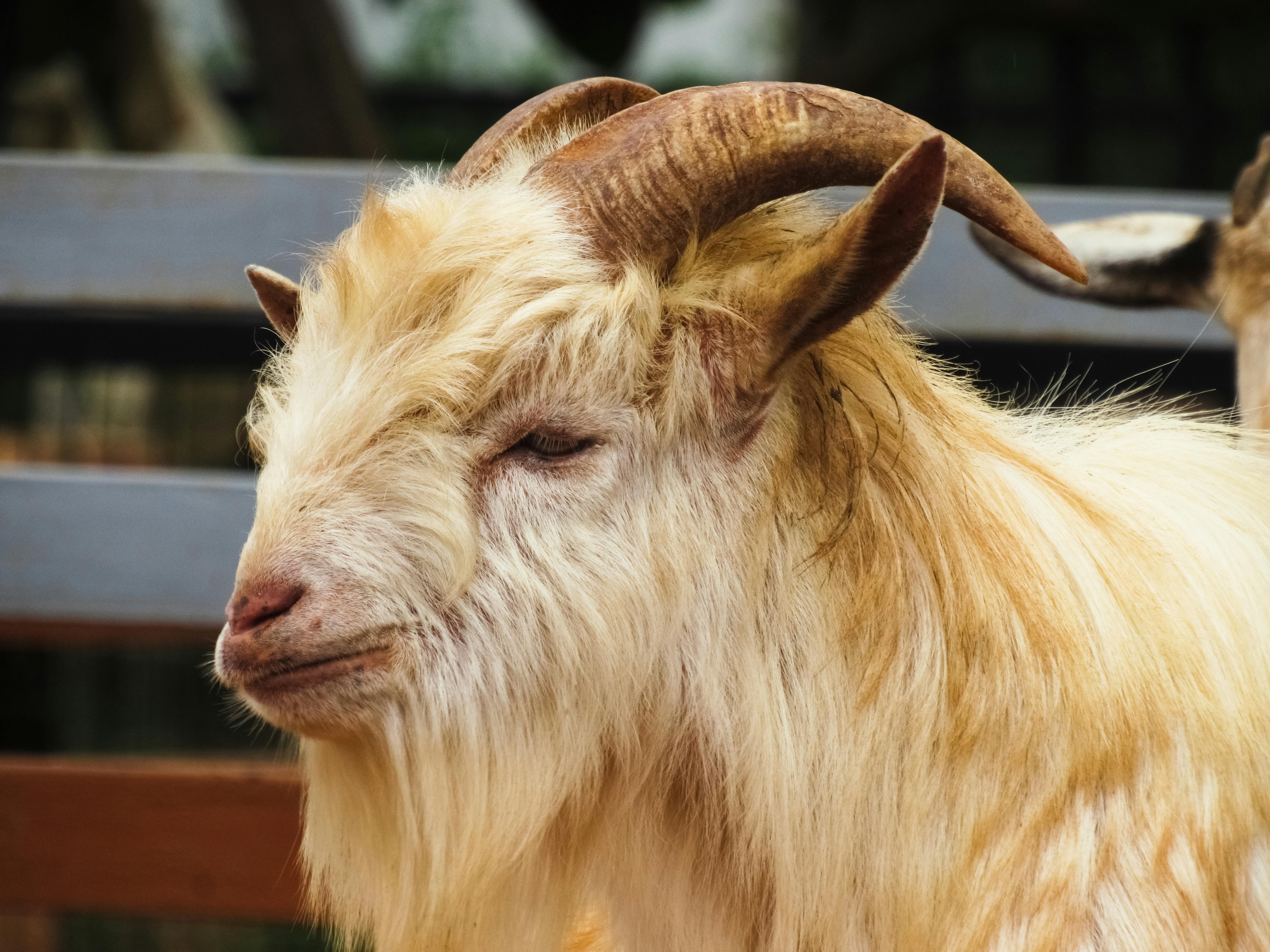 Close-up of a Changthangi Goat in Yercaud · Free Stock Photo