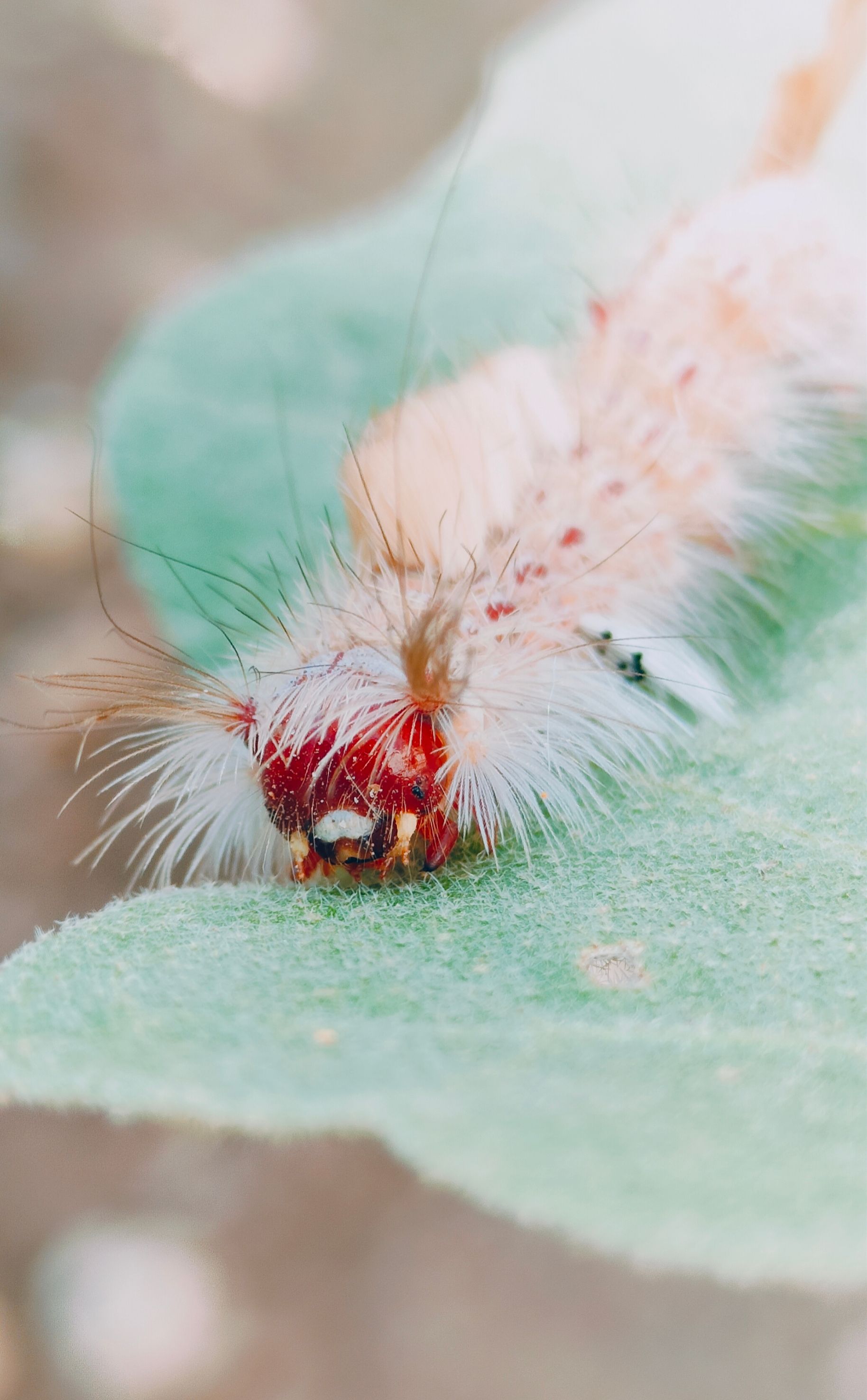 Caterpillar Face Photos, Download The BEST Free Caterpillar Face Stock ...