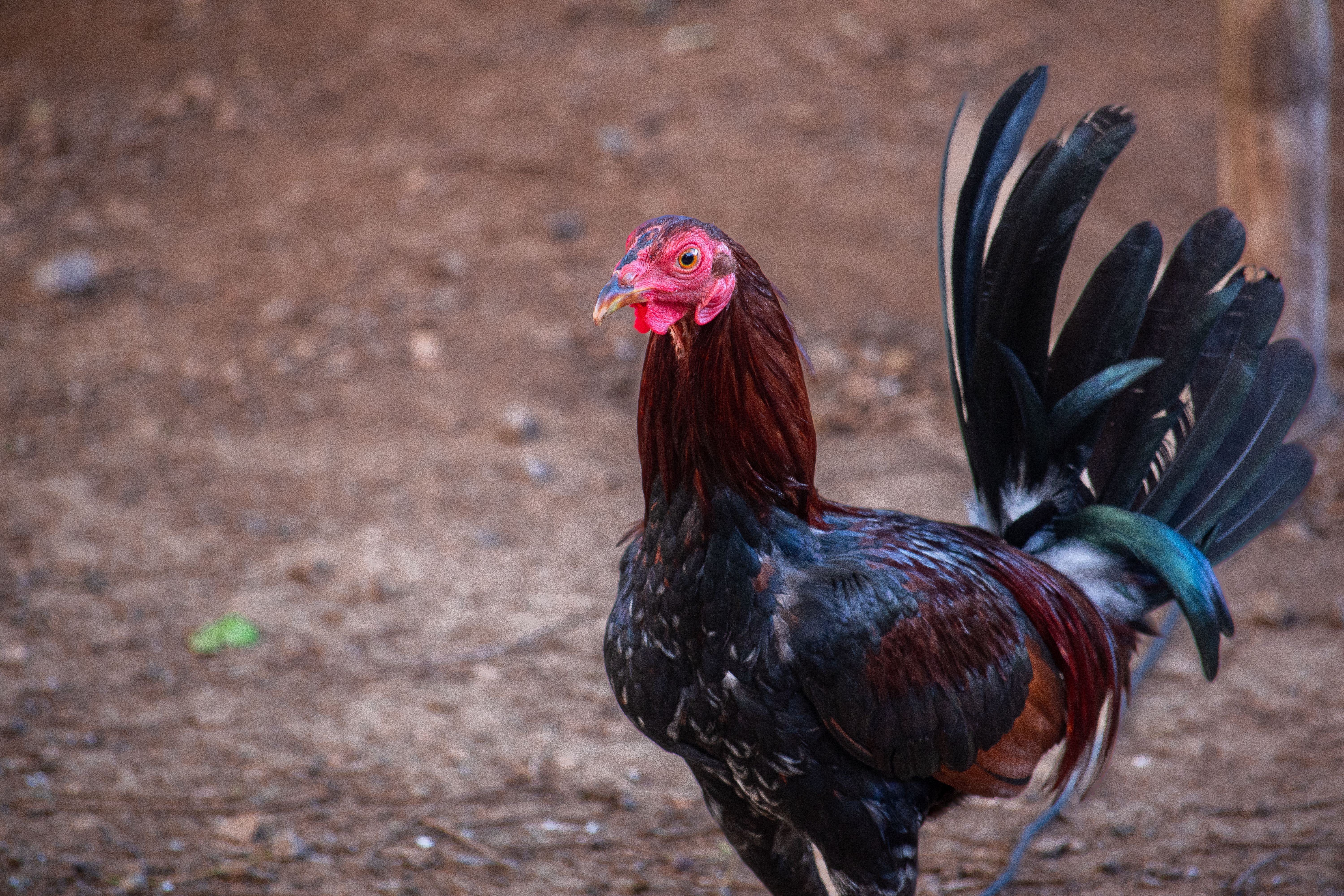 Rust Chicken Photos, Download The BEST Free Rust Chicken Stock Photos ...