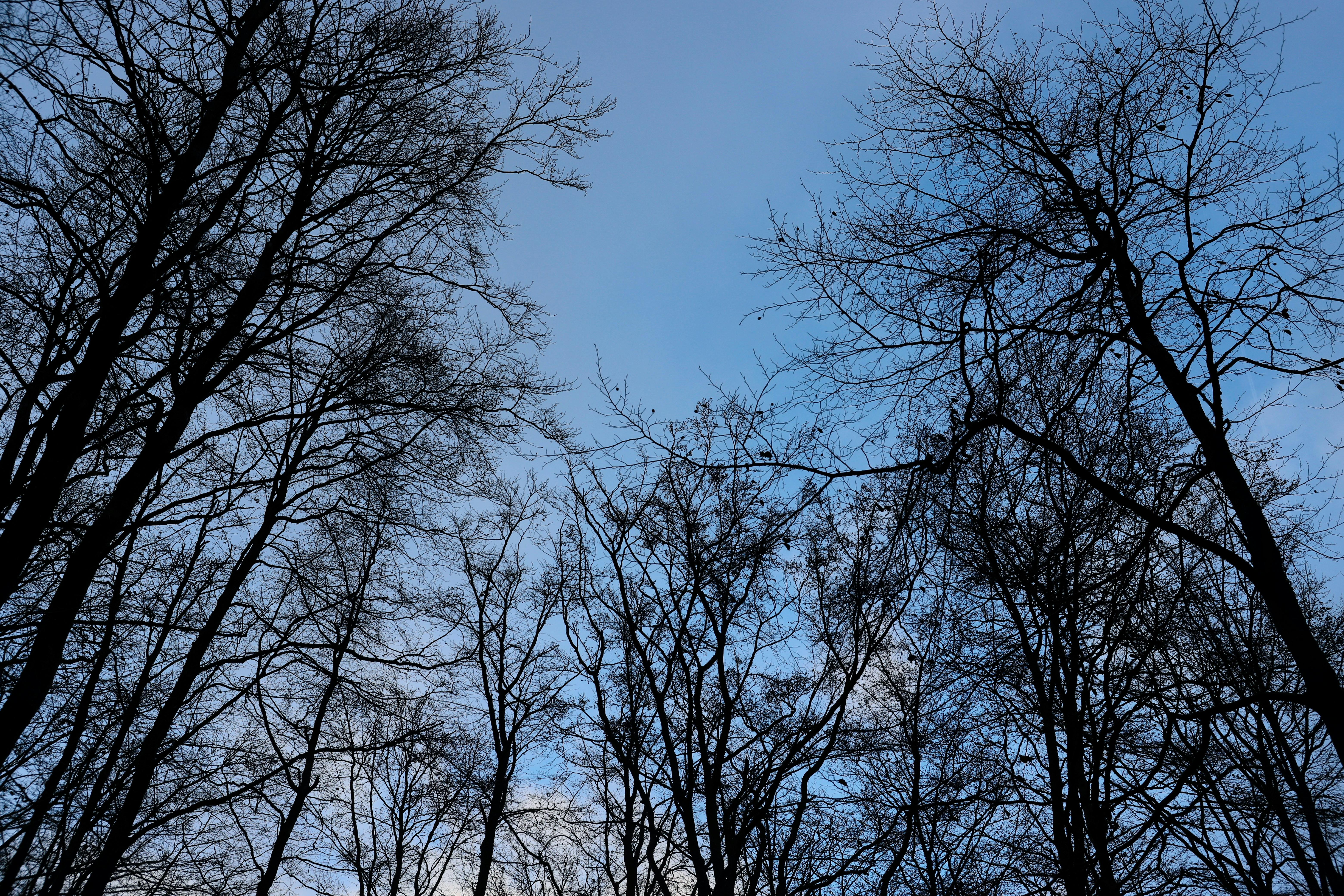 Winter Tree Tops Against a Clear Blue Sky · Free Stock Photo