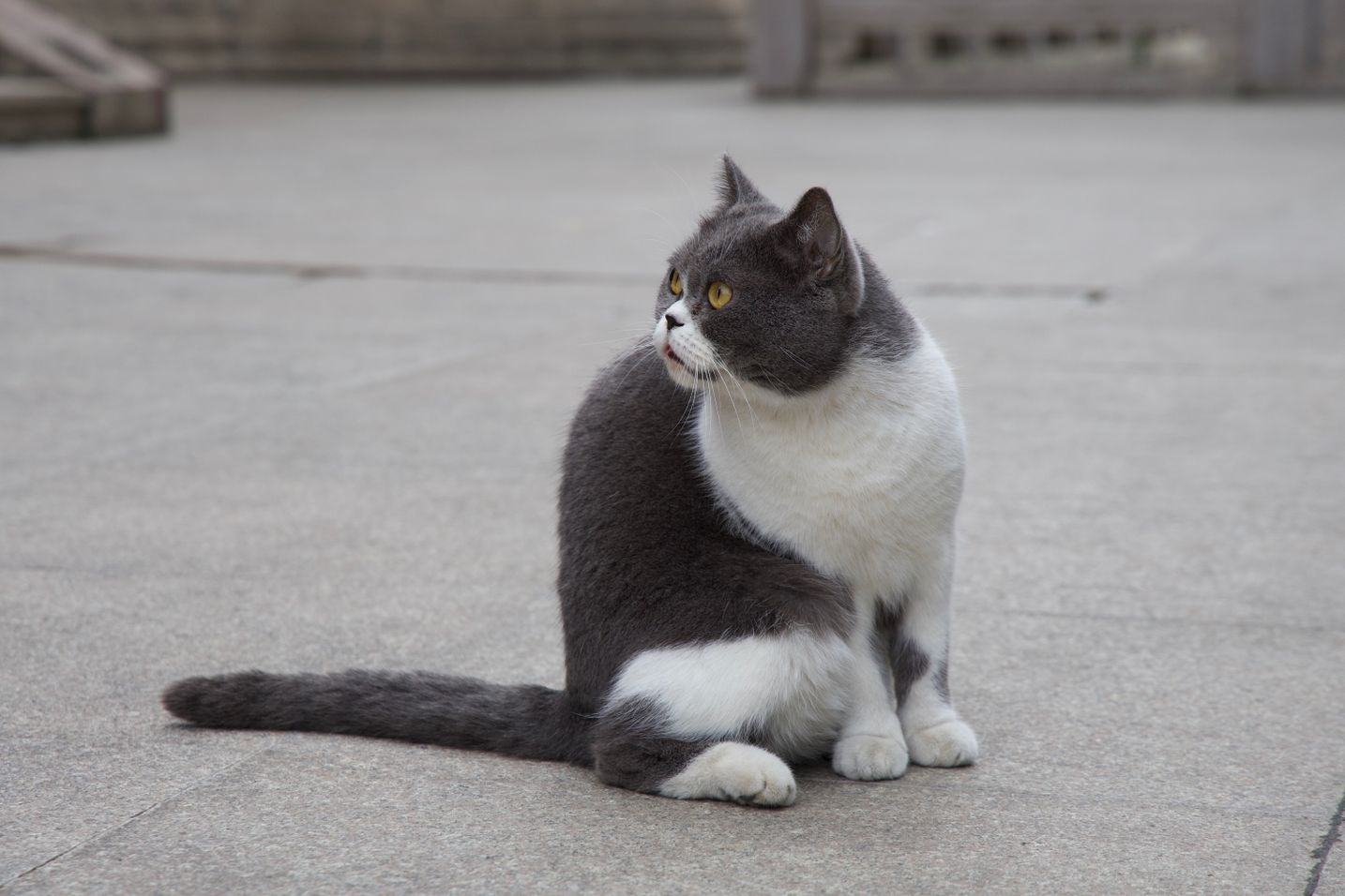 White British Shorthair Cat: History, Care Tips, and More