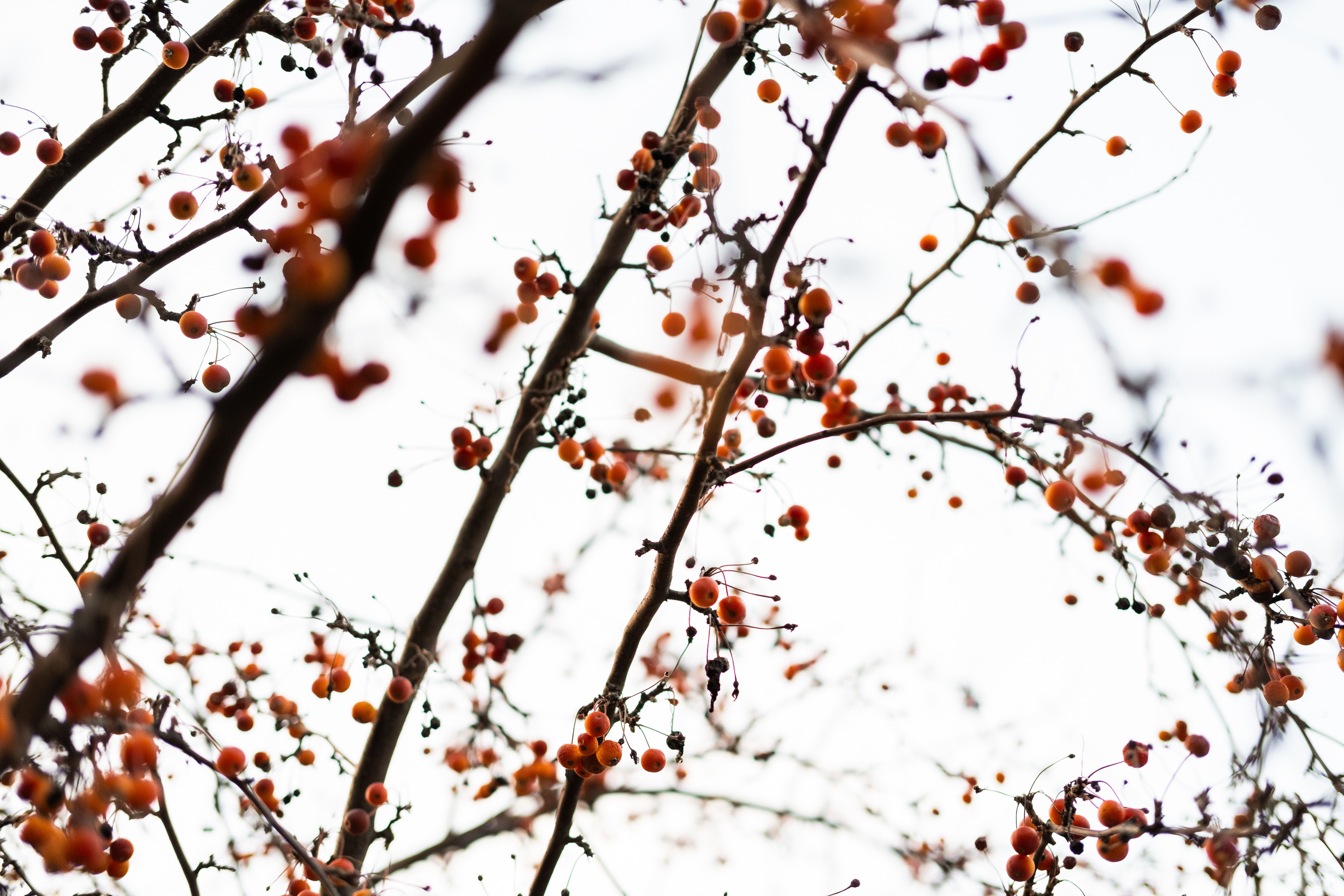 Vibrant Autumn Berries on Bare Tree Branches · Free Stock Photo
