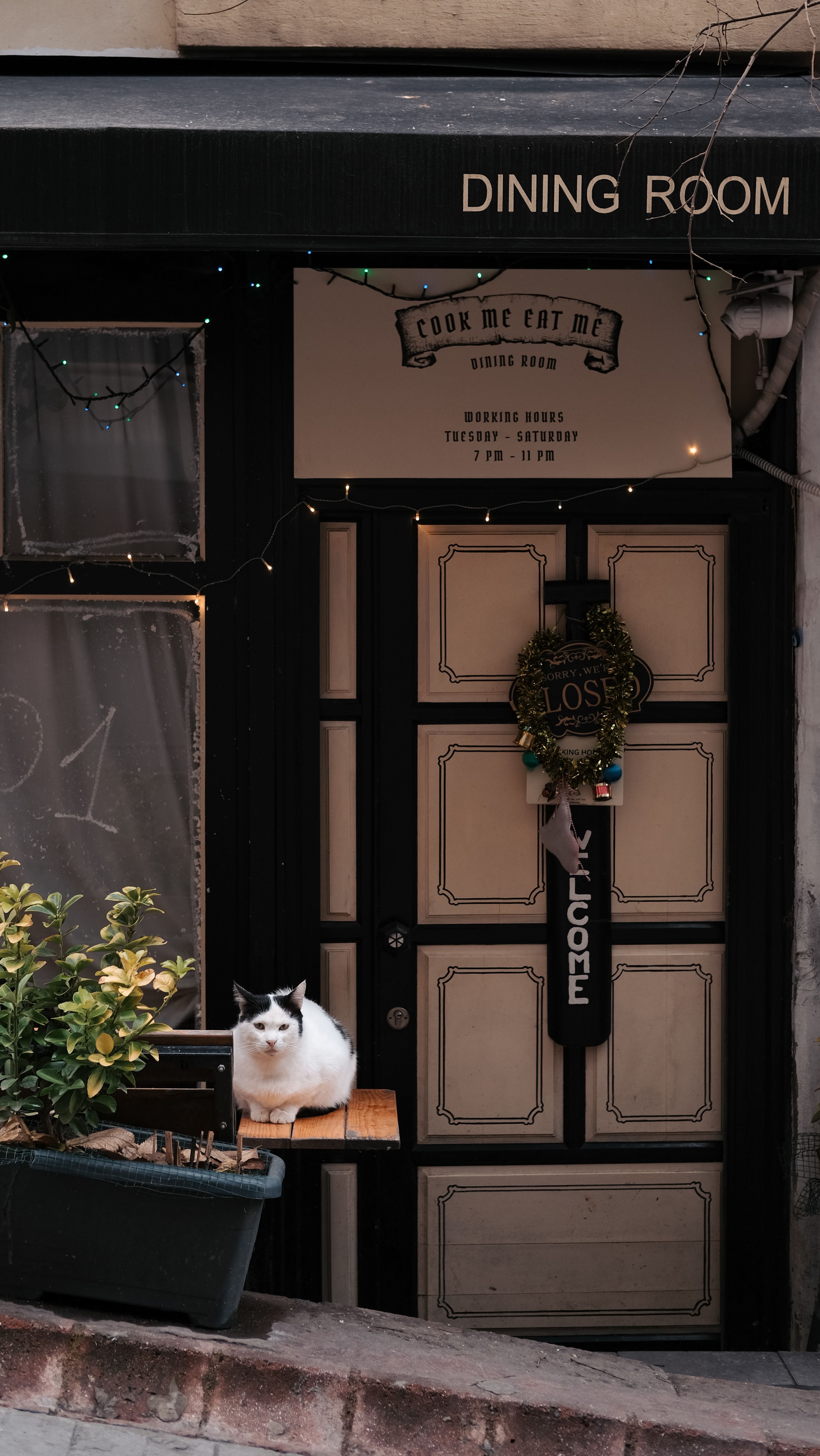 Cozy Istanbul Cafe Entrance with Cat · Free Stock Photo