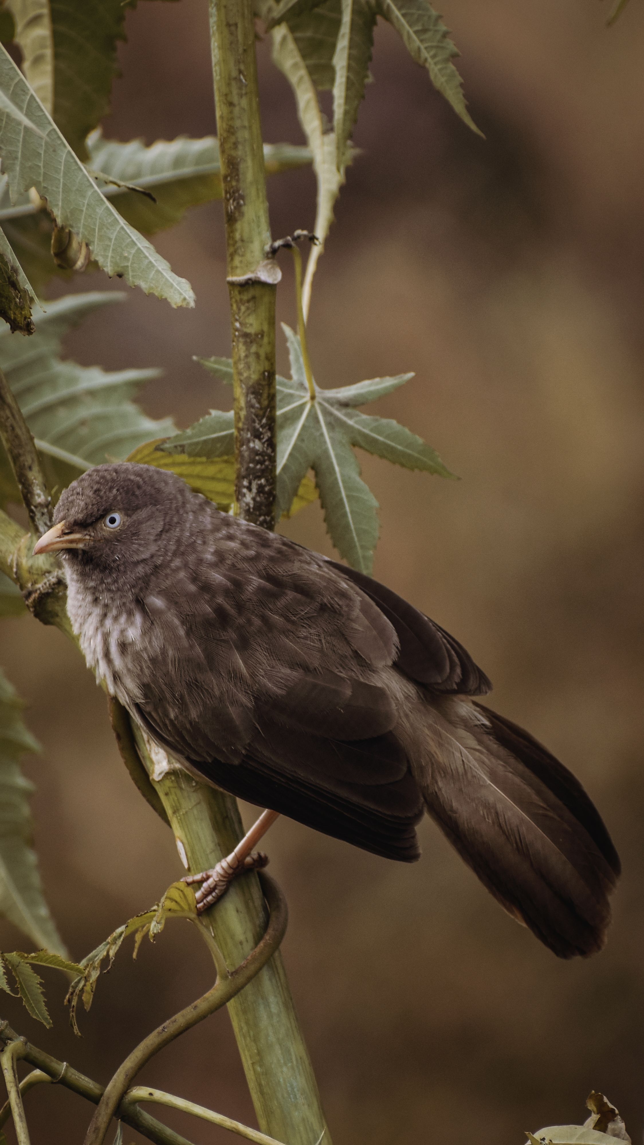 Gray Bird Perched on Leafy Branch Outdoors · Free Stock Photo