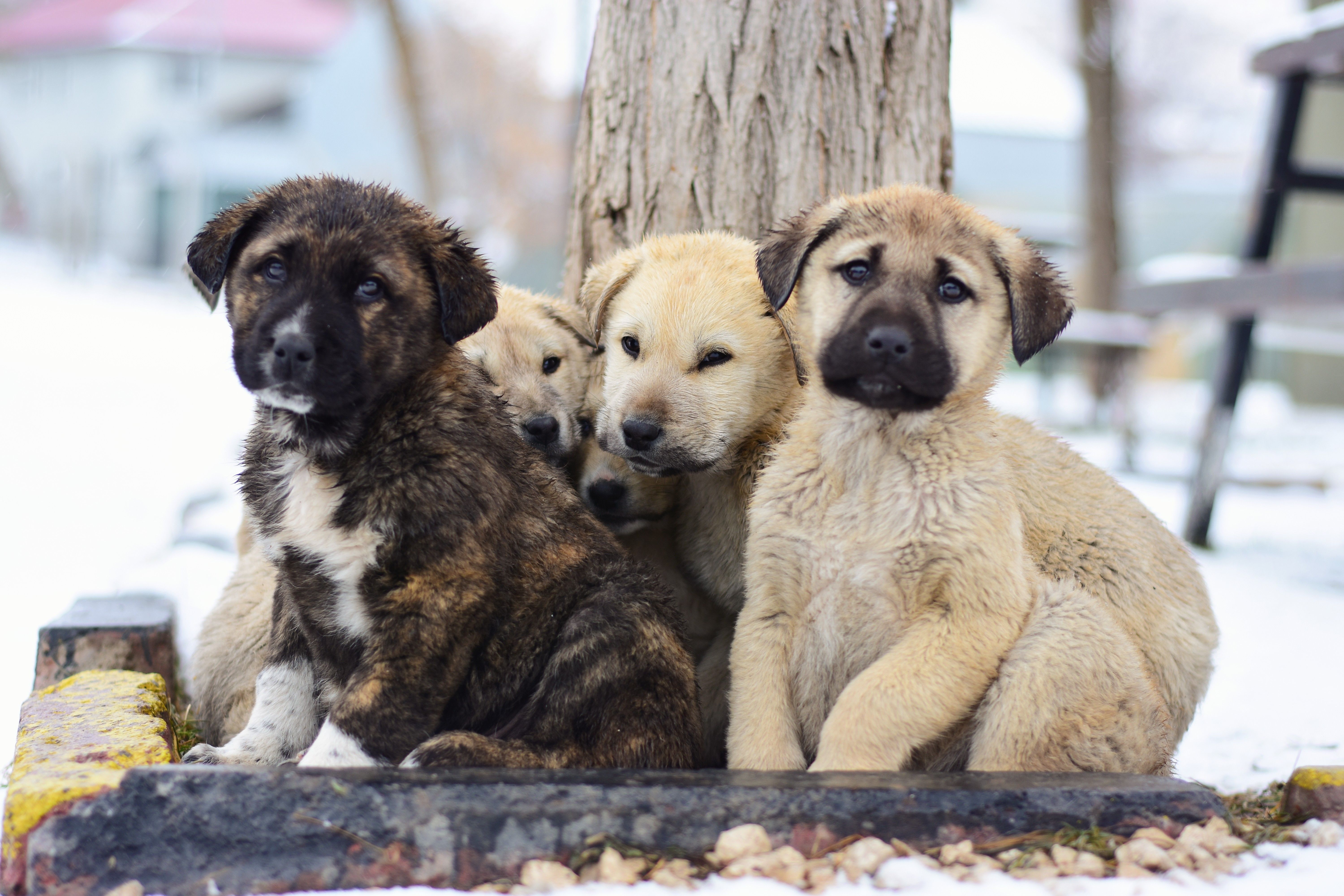 Adorable Puppies Huddled Together Outdoors · Free Stock Photo