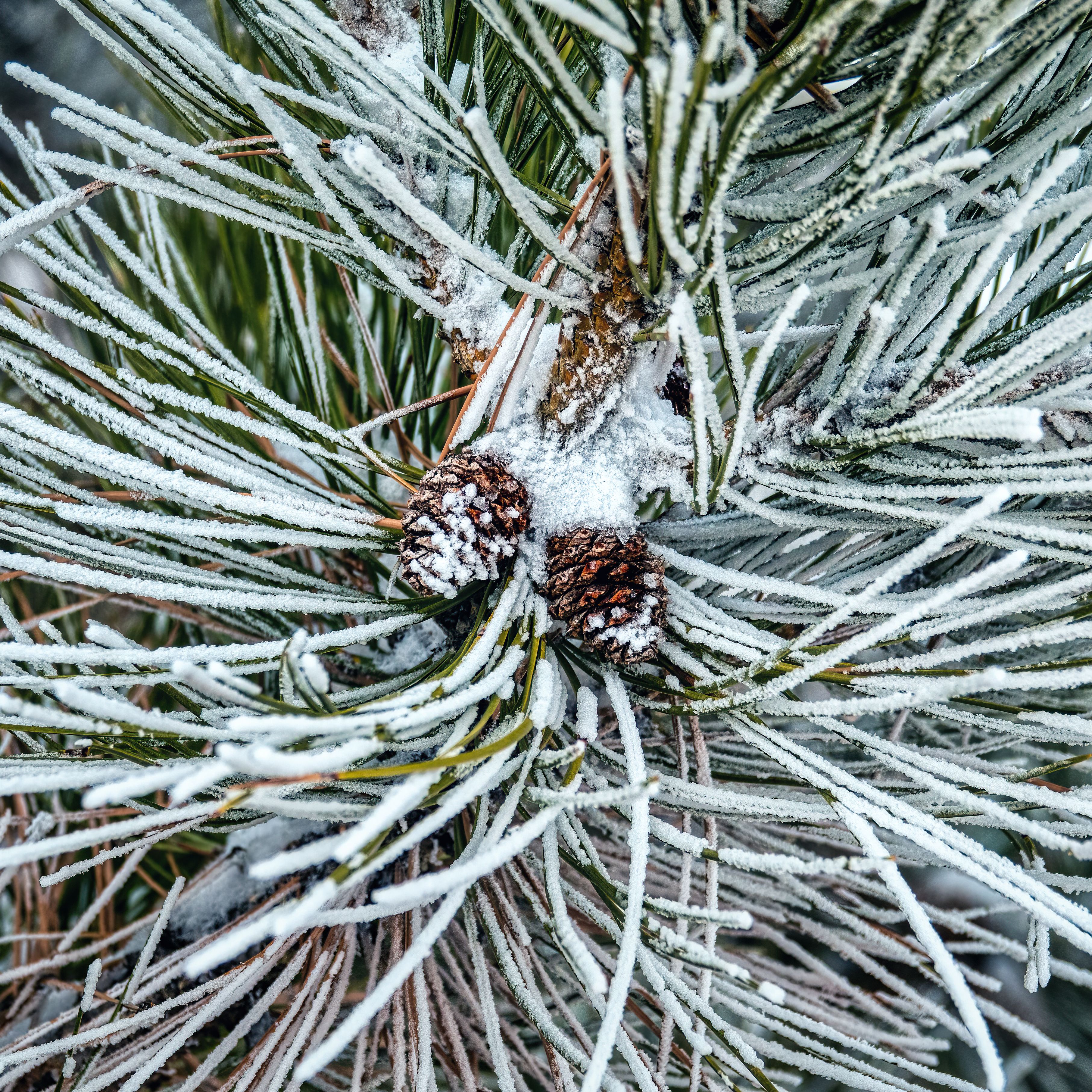 Frosty Pine Needles with Snow-Covered Cones · Free Stock Photo