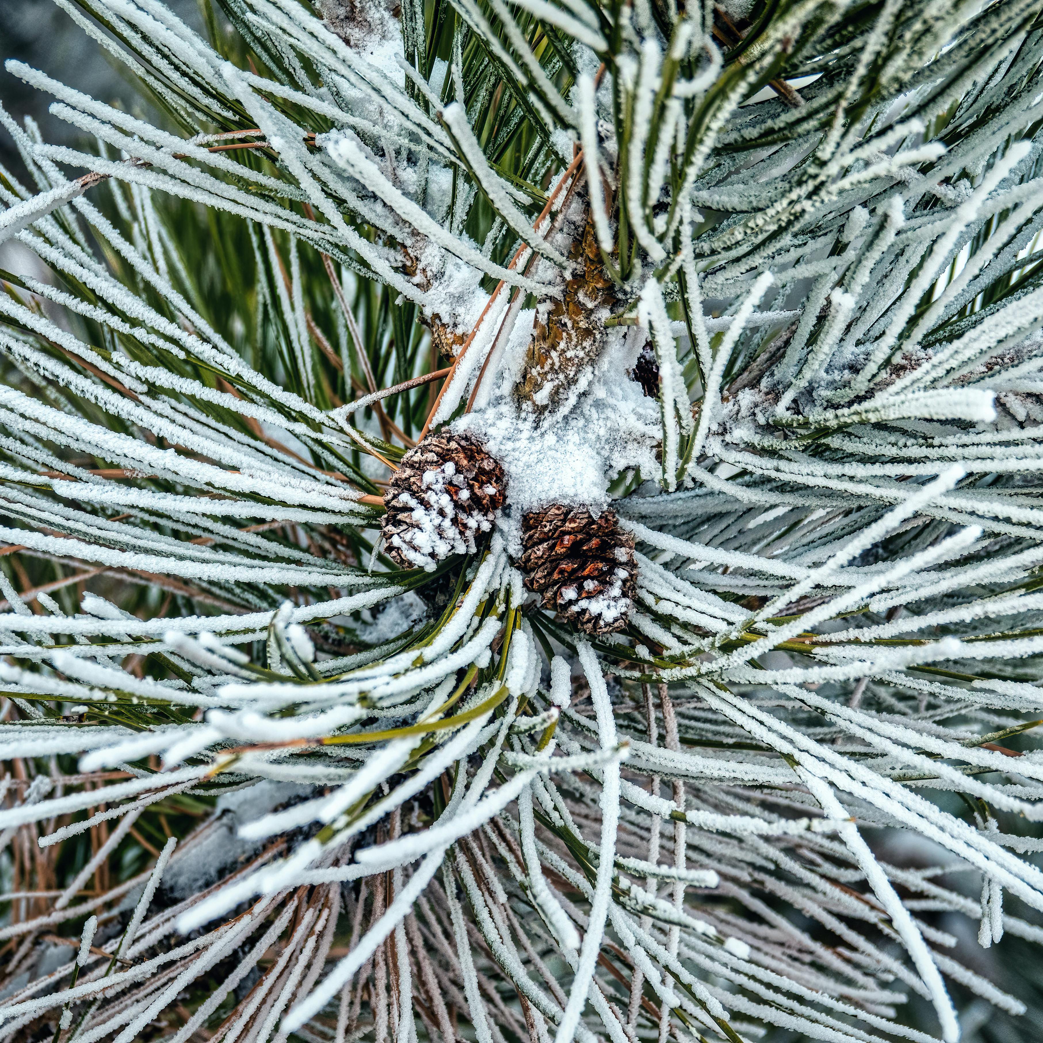 Pine Tree Branches with Cones Covered in Snow in Winter · Free Stock Photo