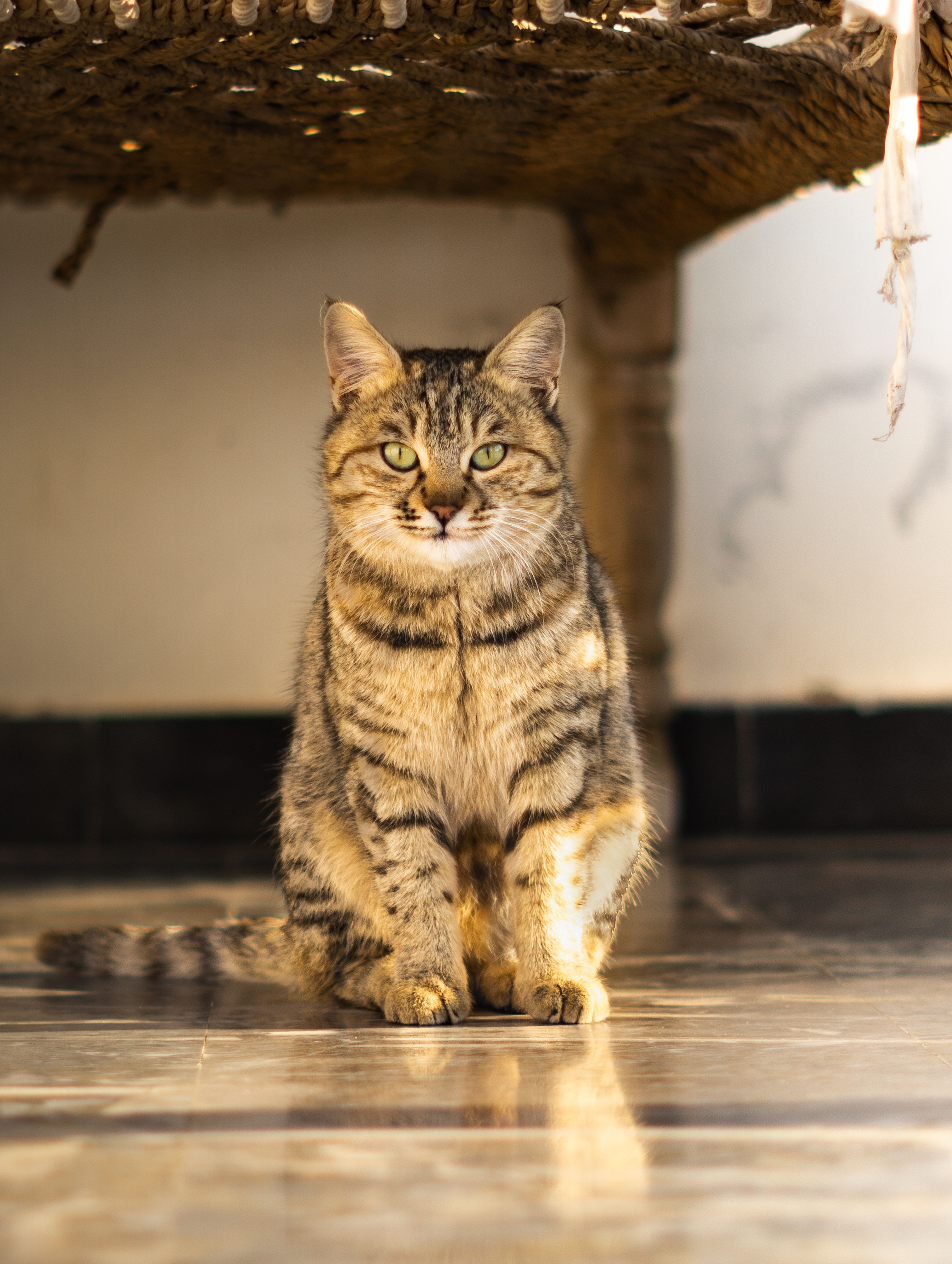 Download Wallpaper Cat Sophia