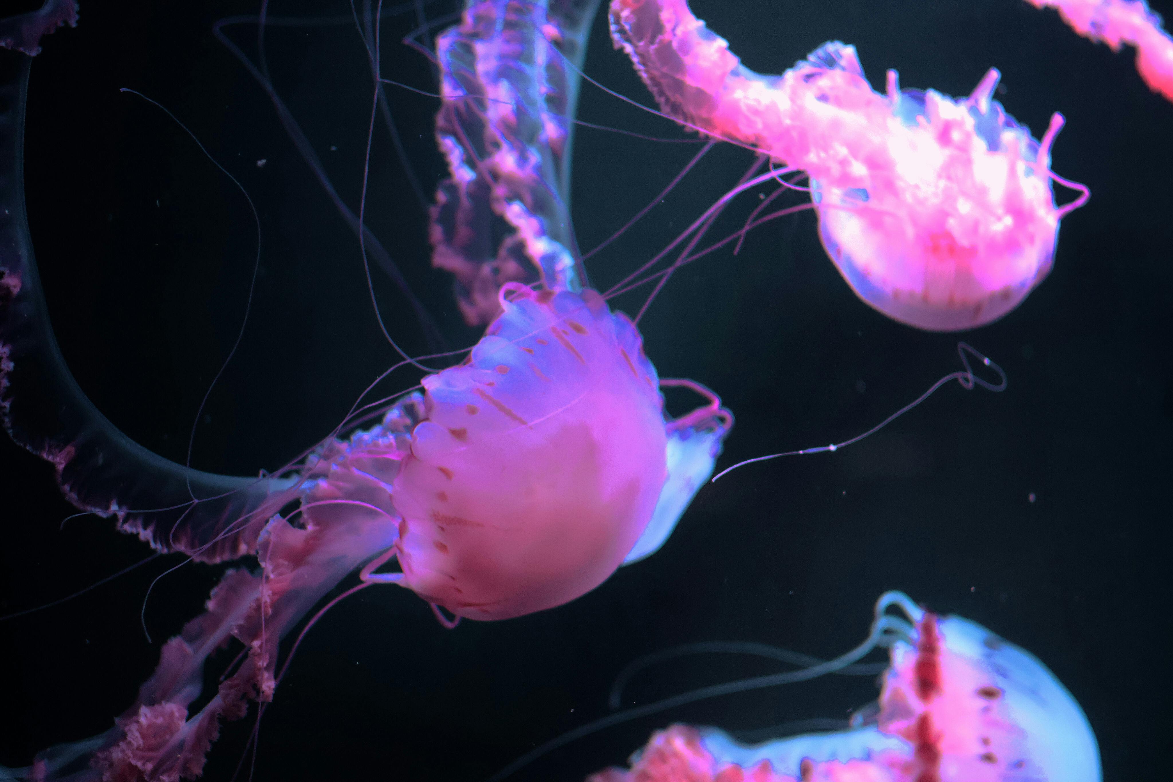 Vibrant Pink Jellyfish in Deep Sea · Free Stock Photo