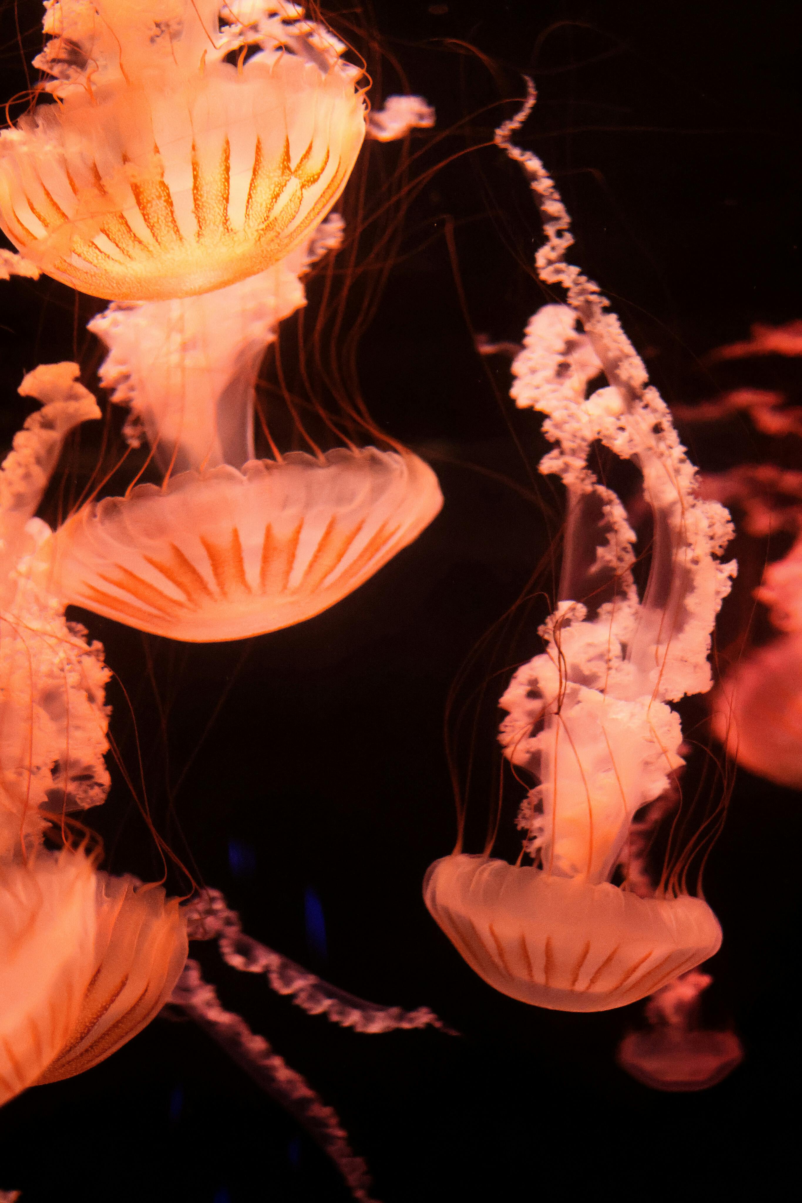 Jellyfish Inside An Aquarium · Free Stock Photo