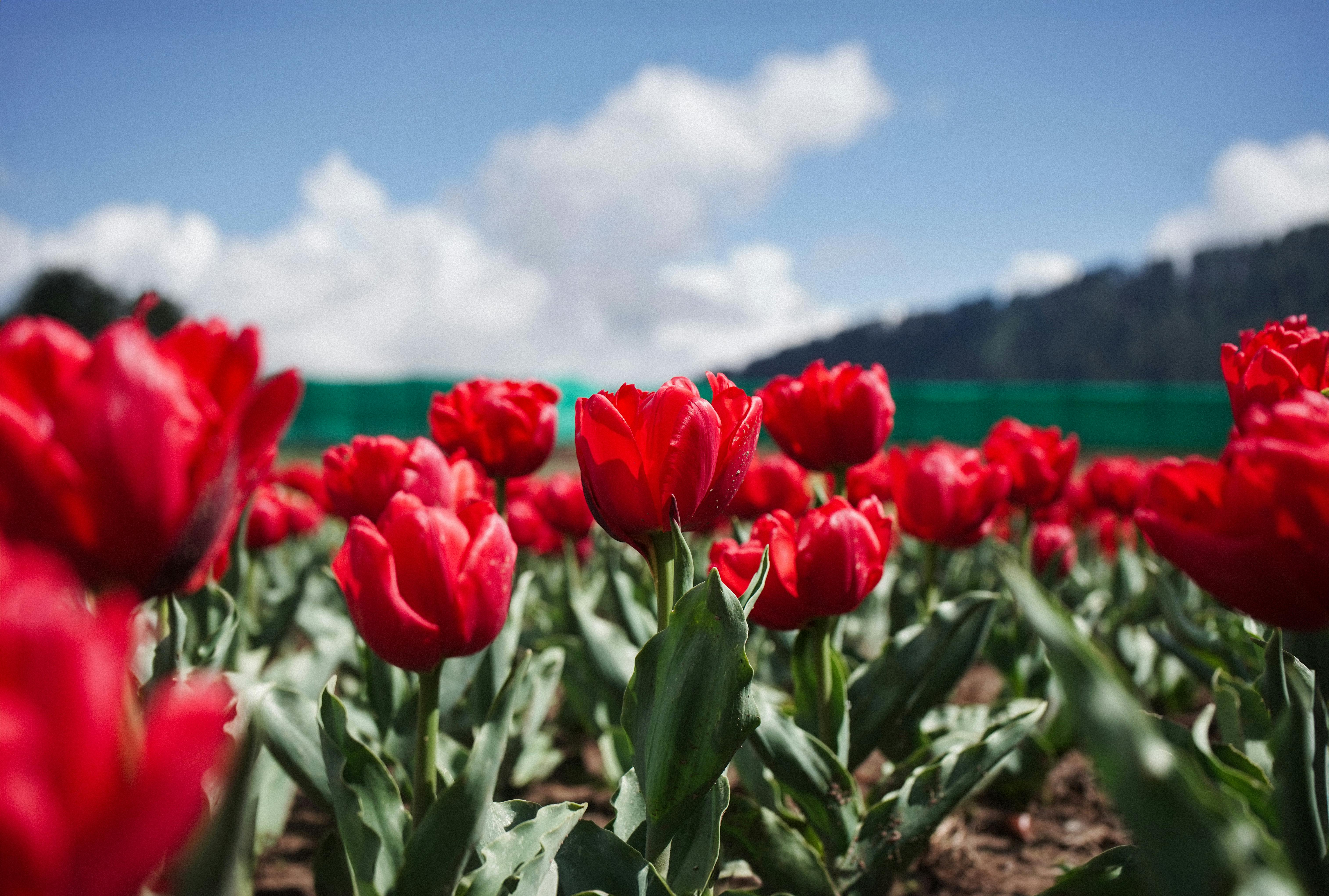 Vibrant Red Tulips Blooming in Spring Garden · Free Stock Photo