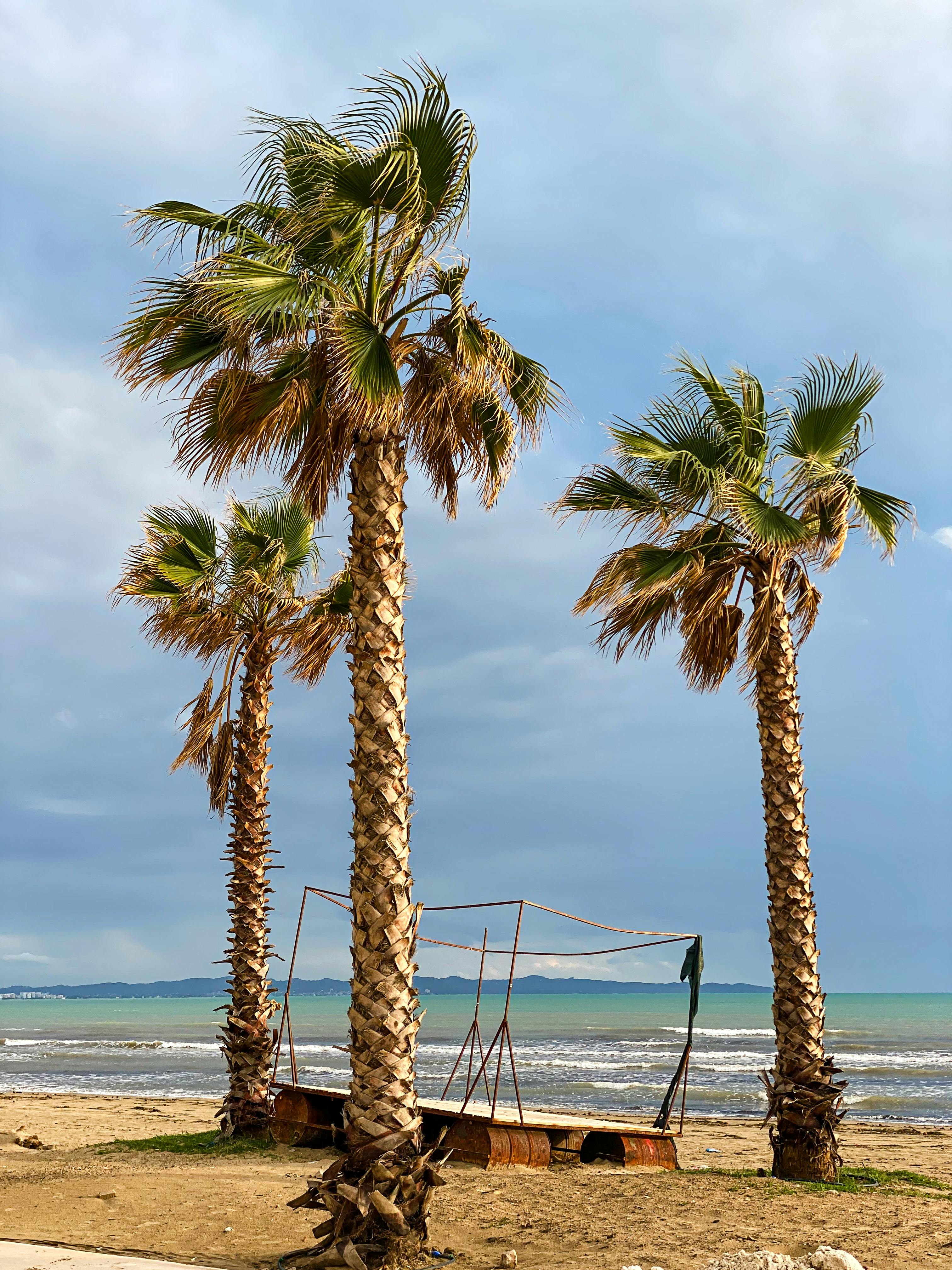 Palm Trees on a Serene Albanian Beach · Free Stock Photo