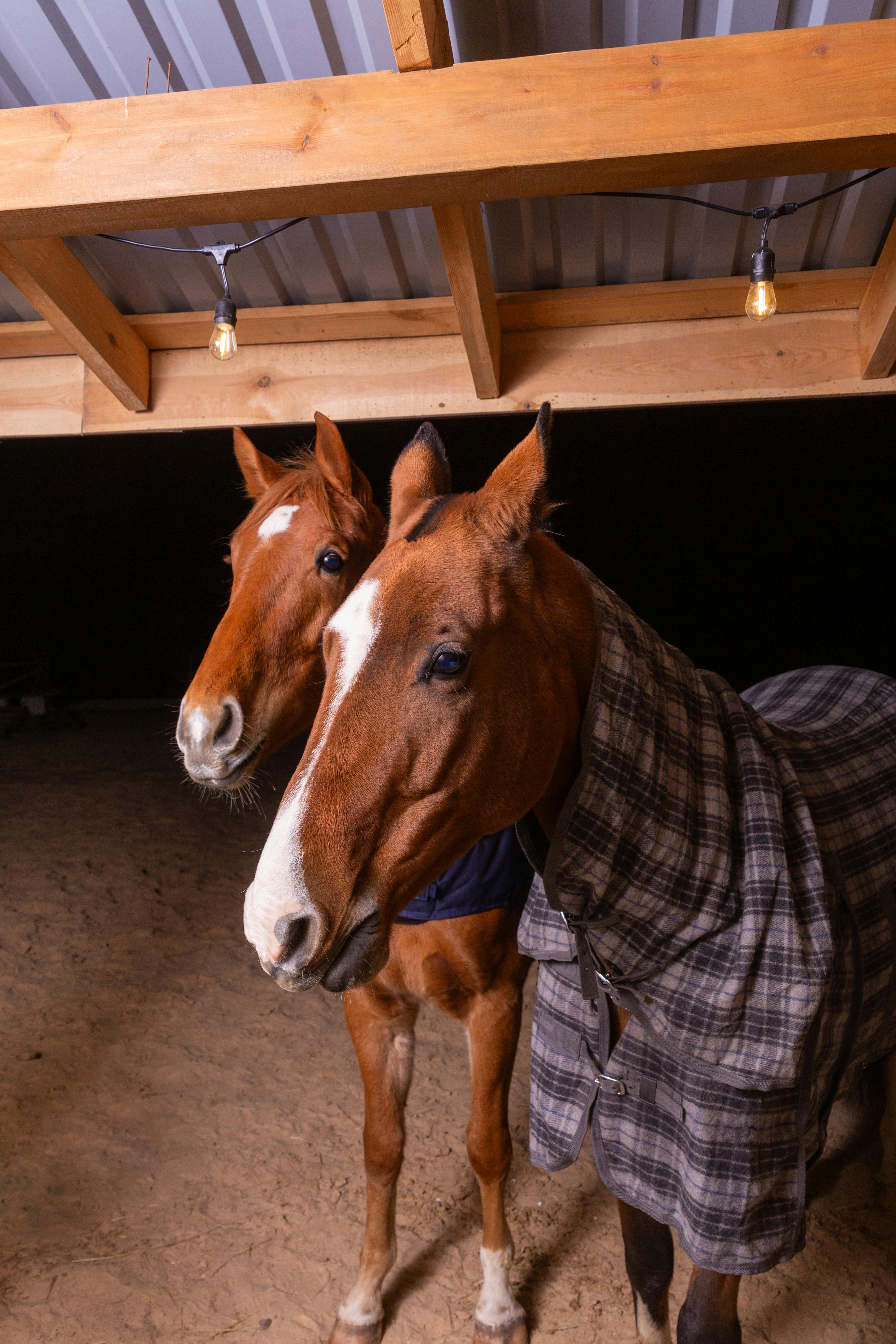 Two Horses in Stable at Night Wearing Blankets · Free Stock Photo