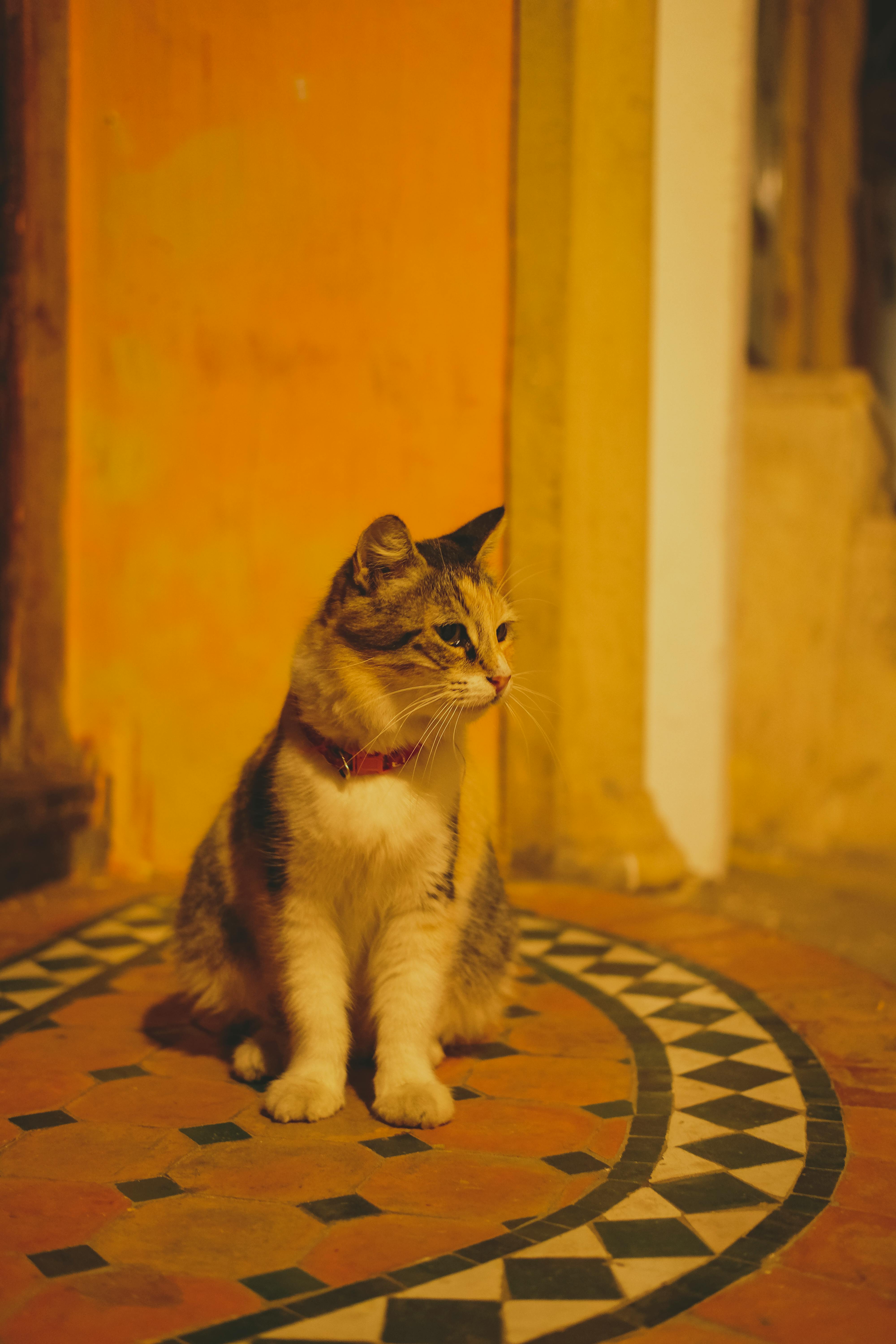 Cute Cat Sitting on Mosaic Tile Floor · Free Stock Photo