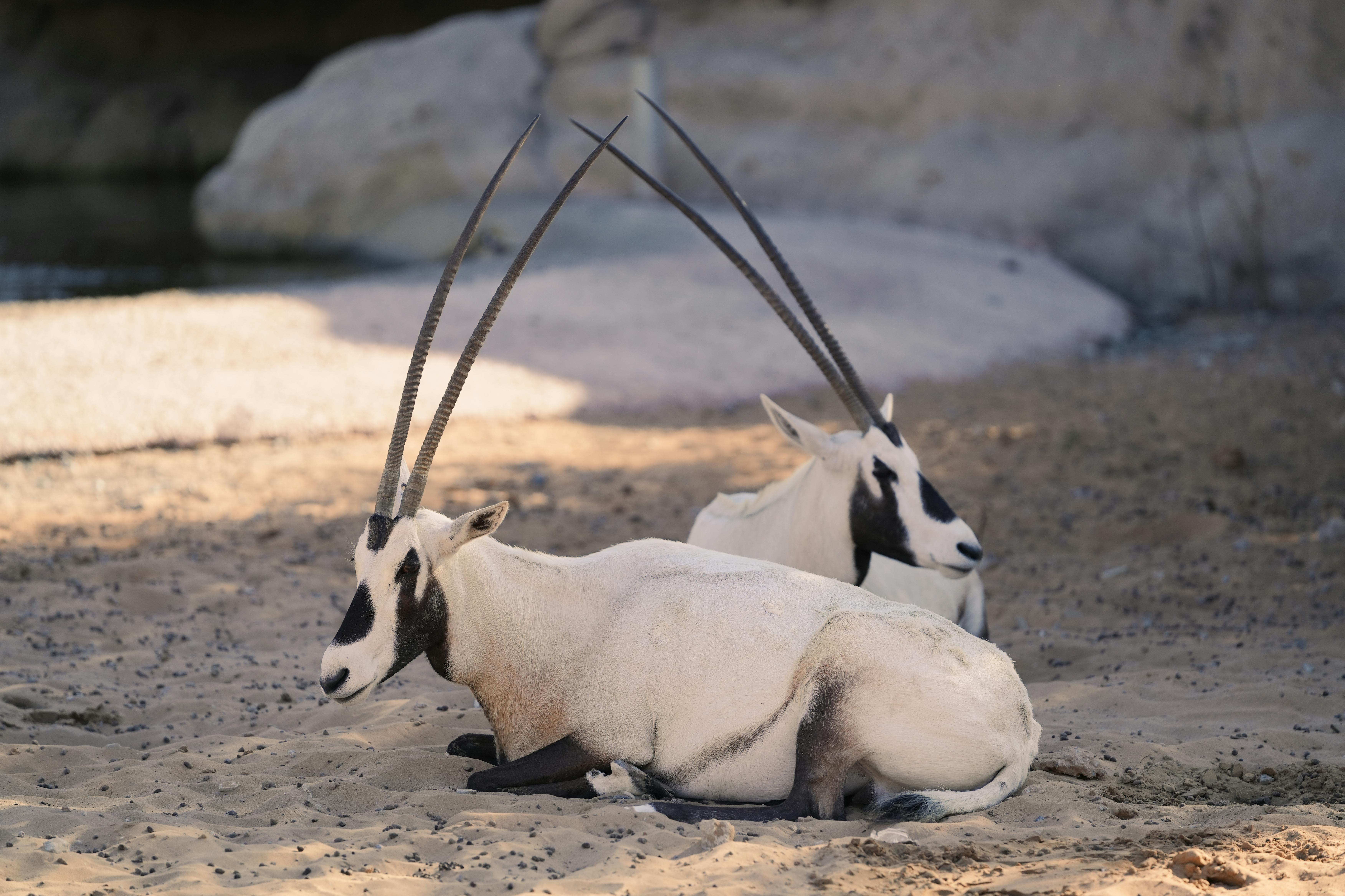 Arabian Oryx Resting in Dubai Wildlife Sanctuary · Free Stock Photo