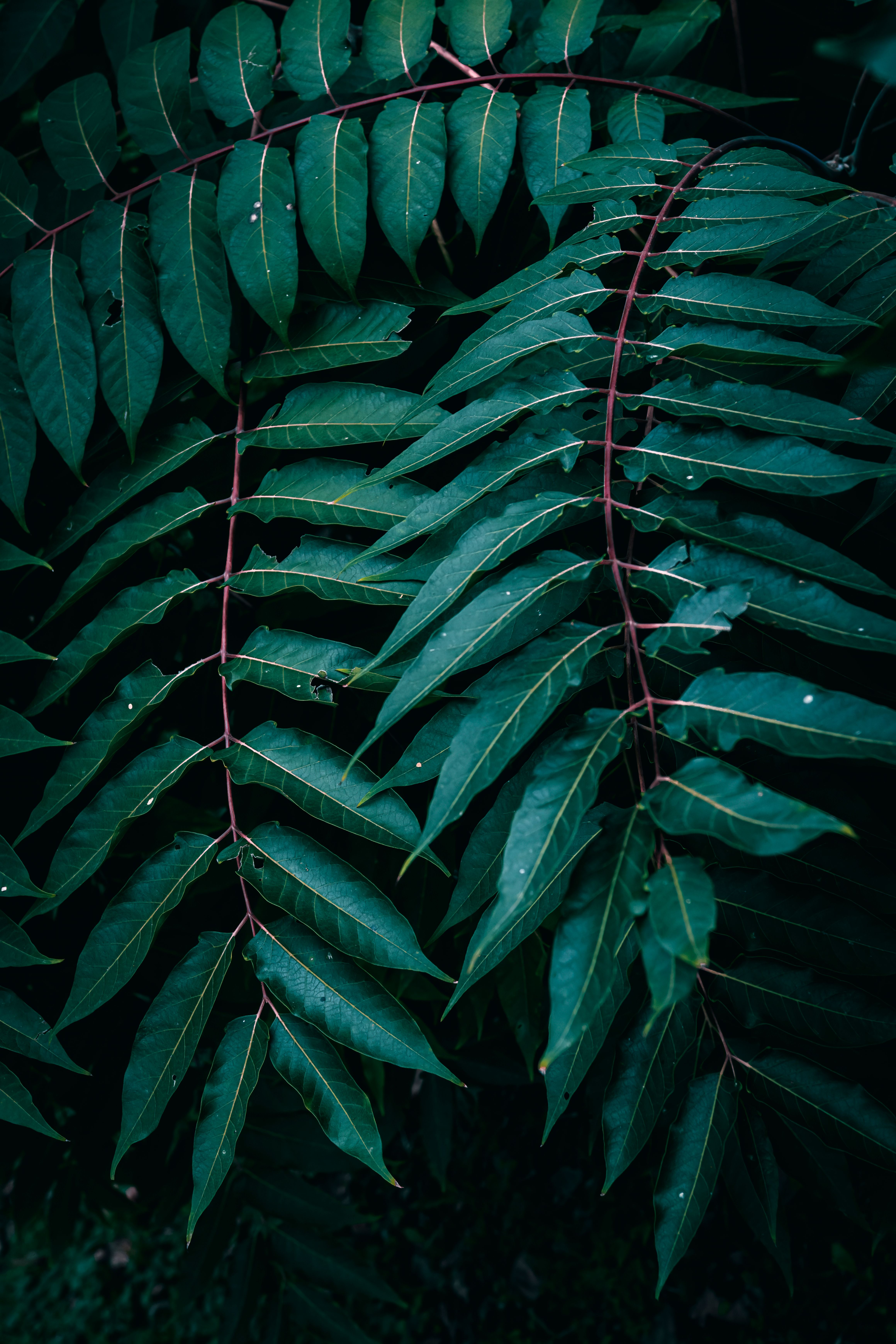 Lush Greenery of Stink Tree Leaves in Close-up · Free Stock Photo