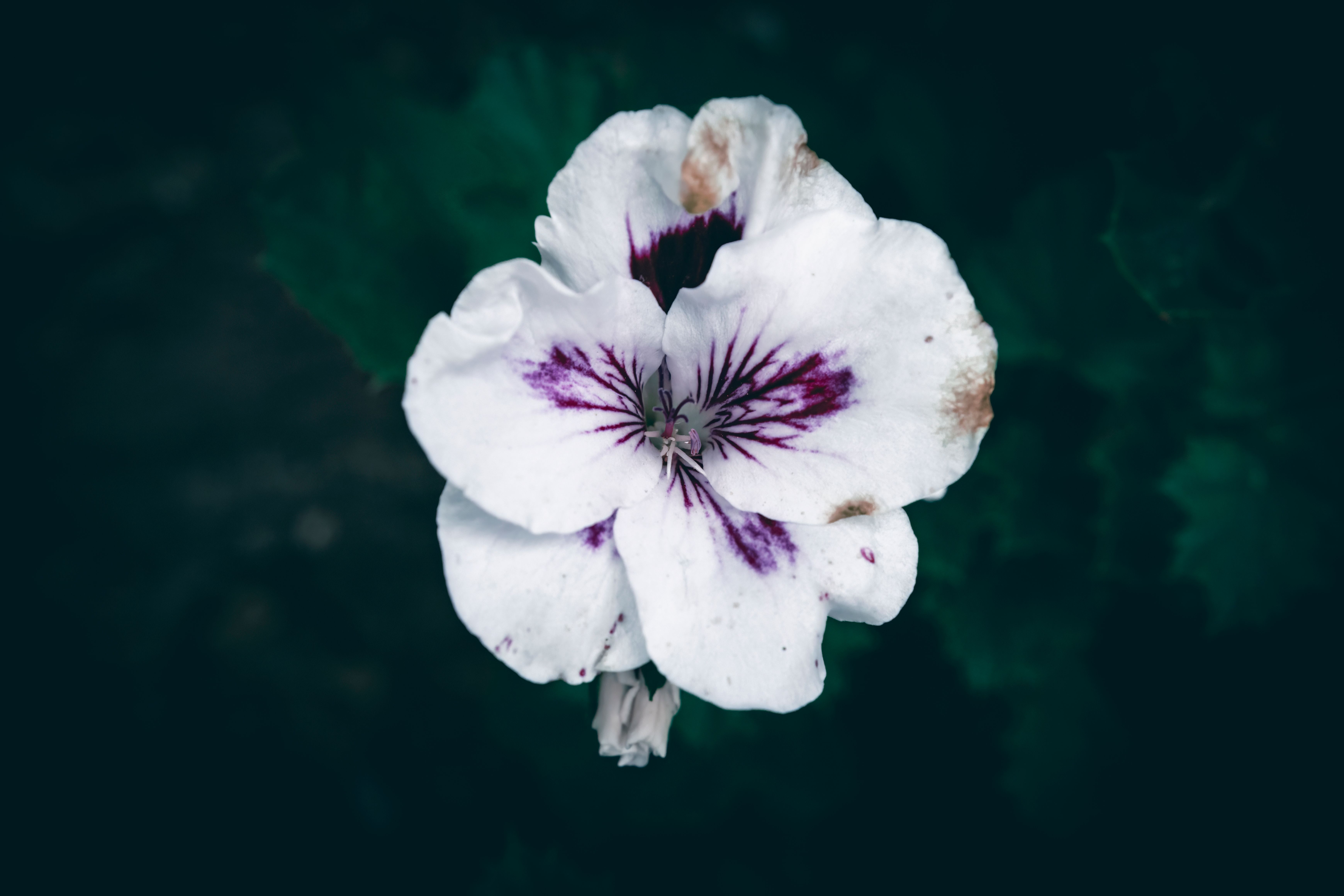 Close-Up of a White Pelargonium Flower in Bloom · Free Stock Photo