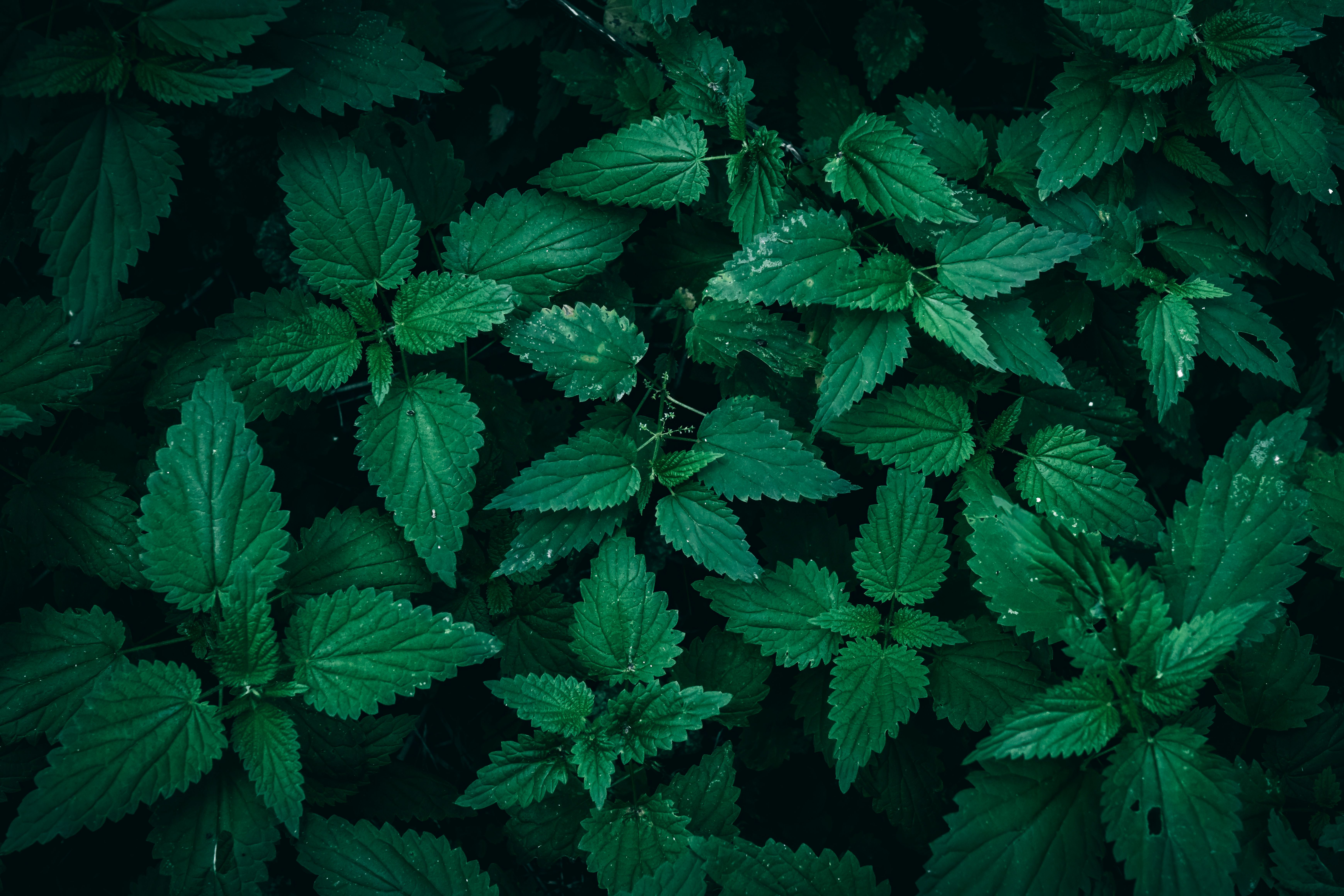 Close-up Shot of Dark Green Nettle Leaves · Free Stock Photo