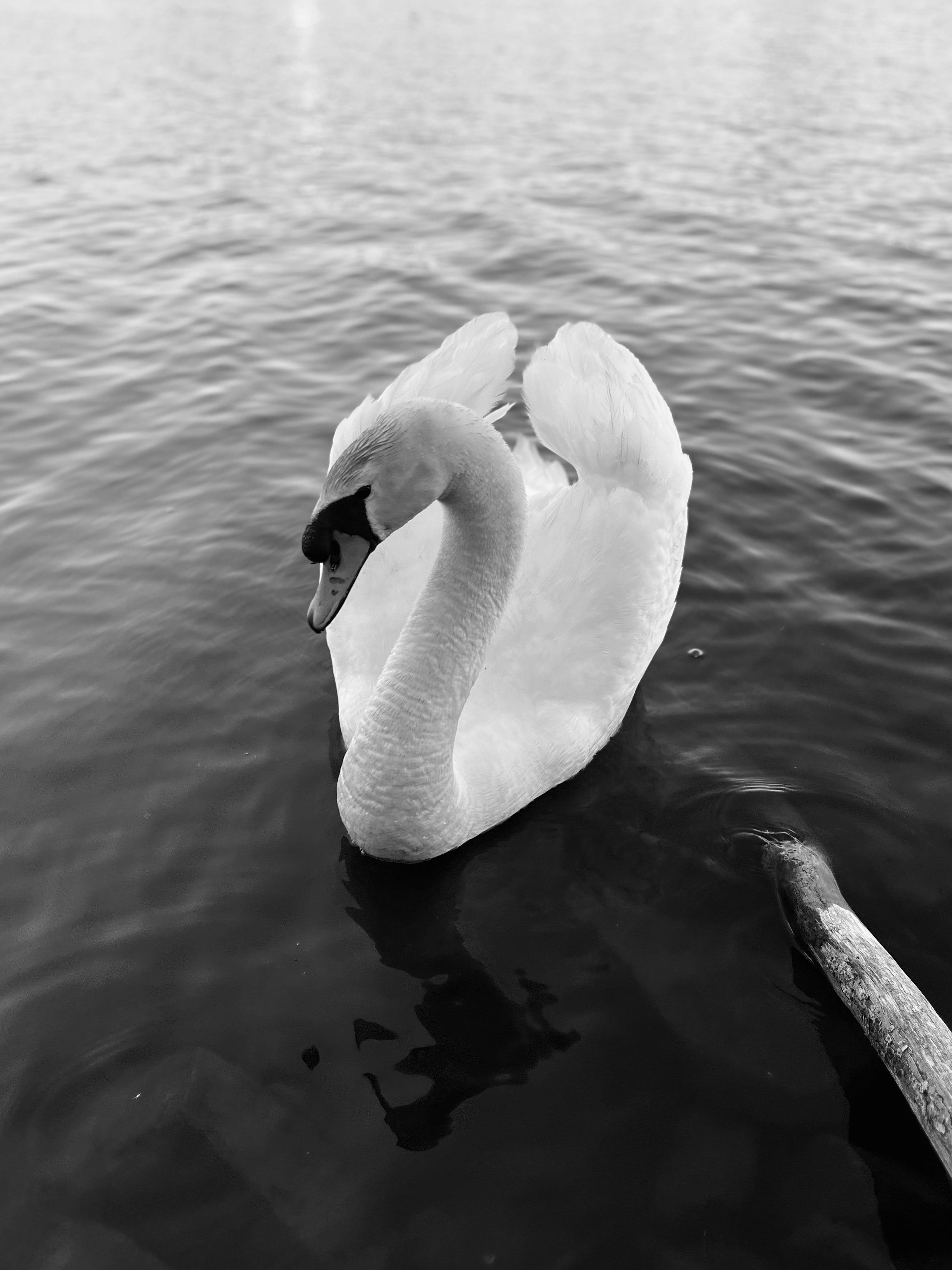 Close-up Grayscale Photo of Swan · Free Stock Photo